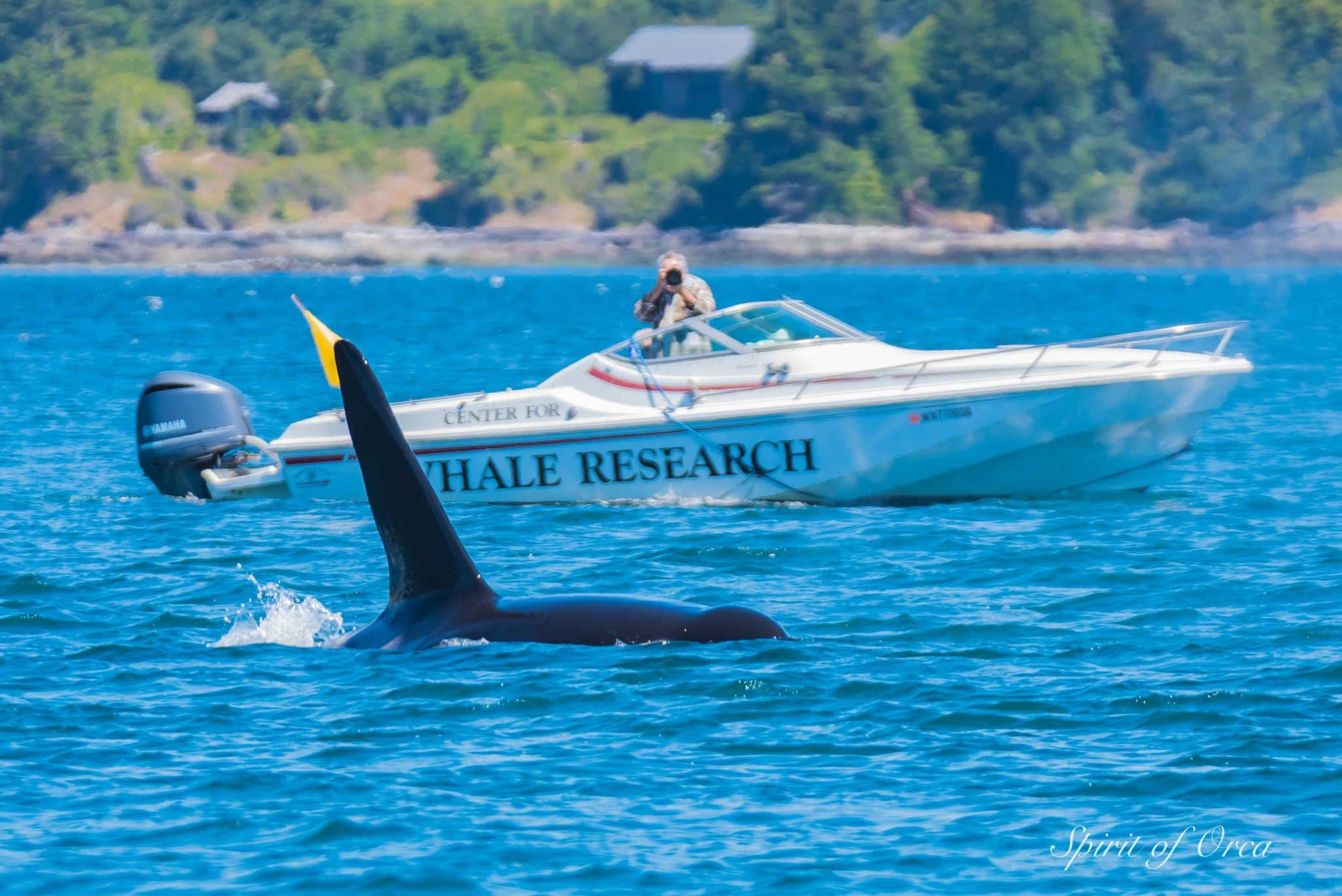 J's K's Center for Whale Research - Ken Balcomb - Spirit of Orca