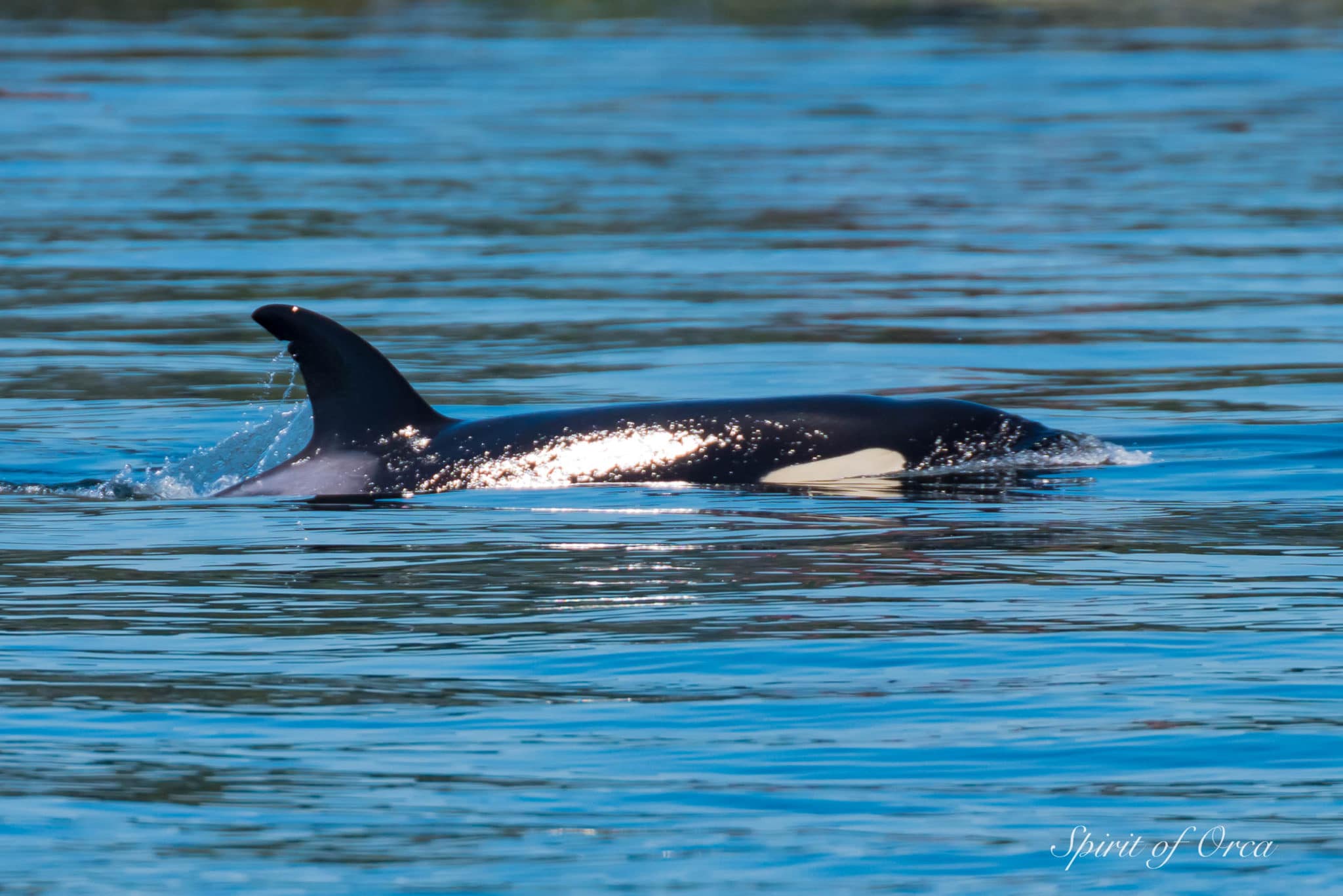 Kids Wading Orca Killing - Killing Seals - Spirit of Orca