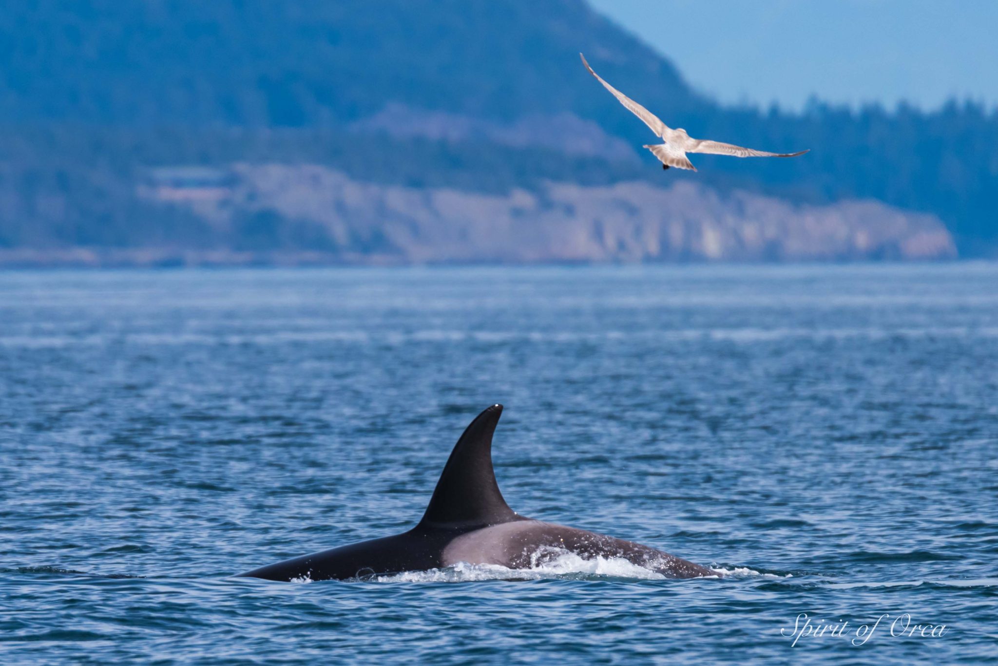 Biggs T49A's Orca Sharing - a Minke and Seals - Spirit of Orca