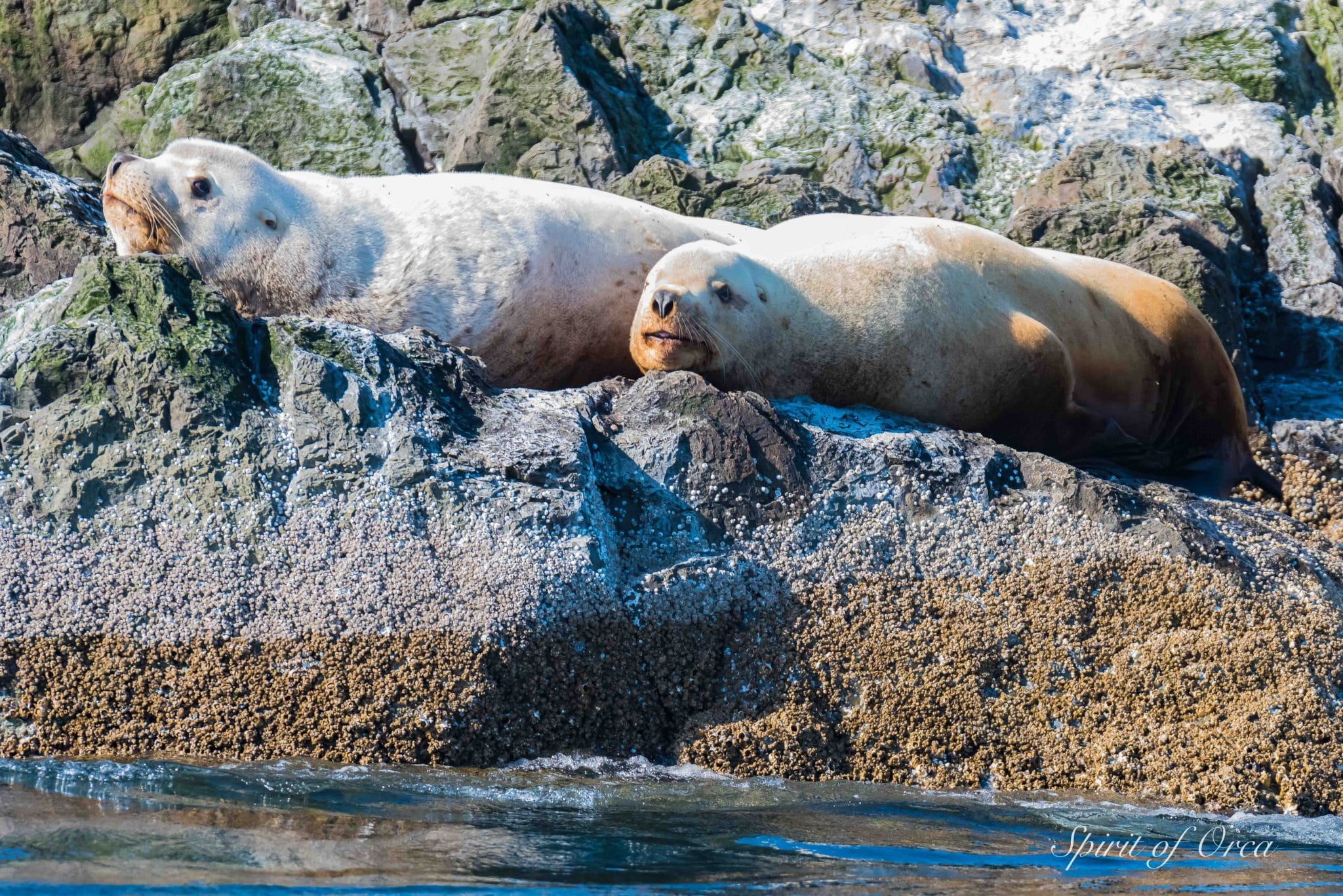 Exotic's drag Seal Intestines - Pounced on a Seal - Spirit of Orca
