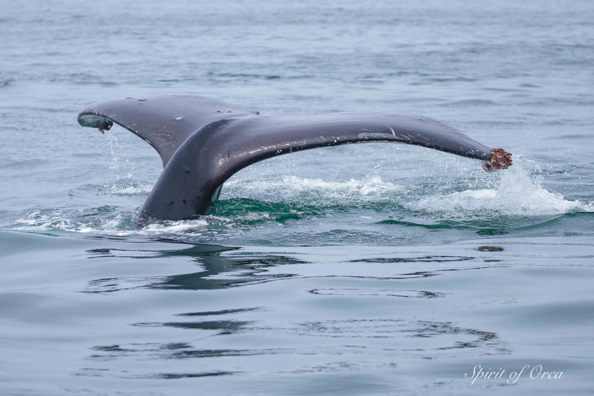 Humpback Known as Apollo - and Seabirds - Spirit of Orca