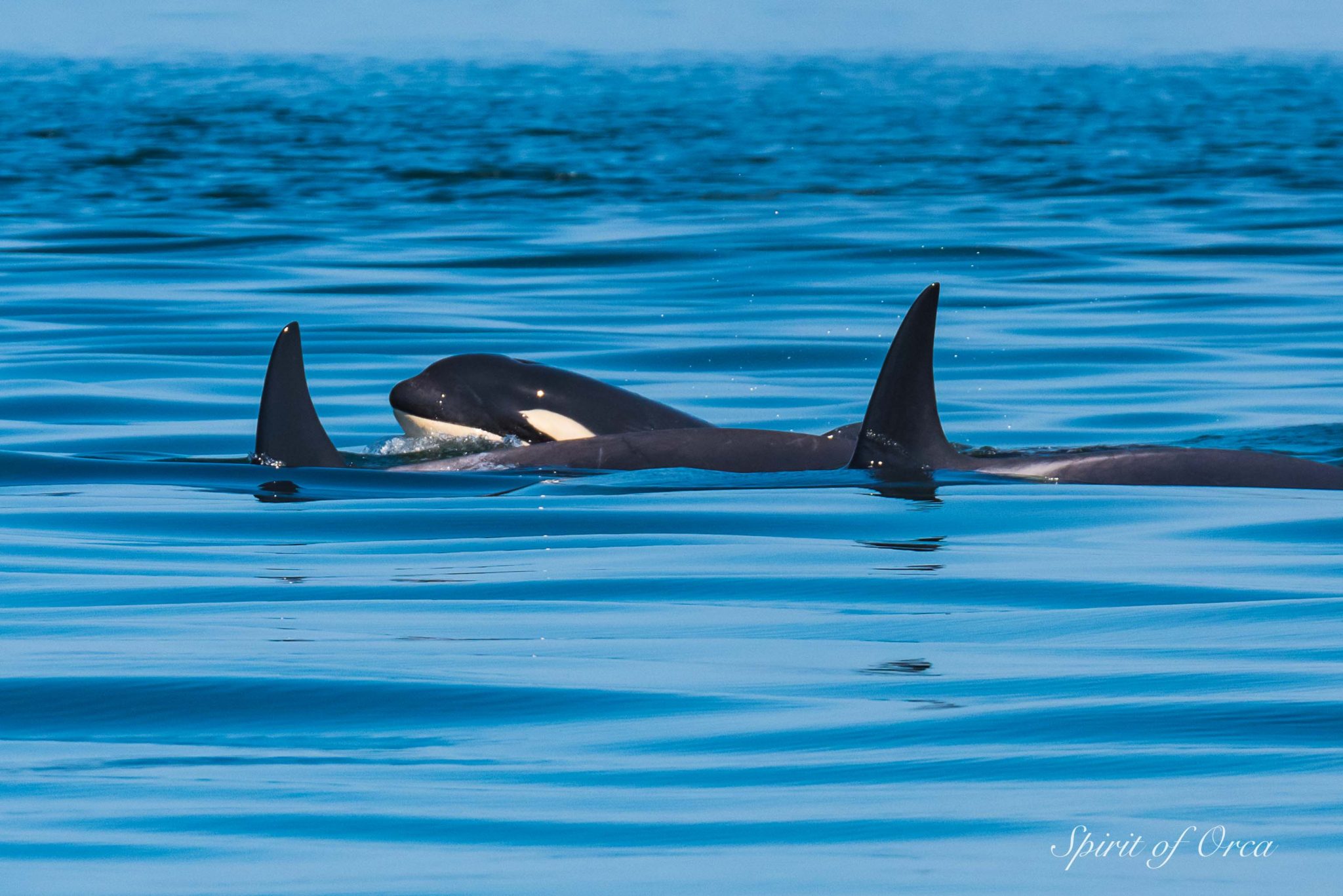 Biggs Orca and Humpback - and seabirds - Spirit of Orca