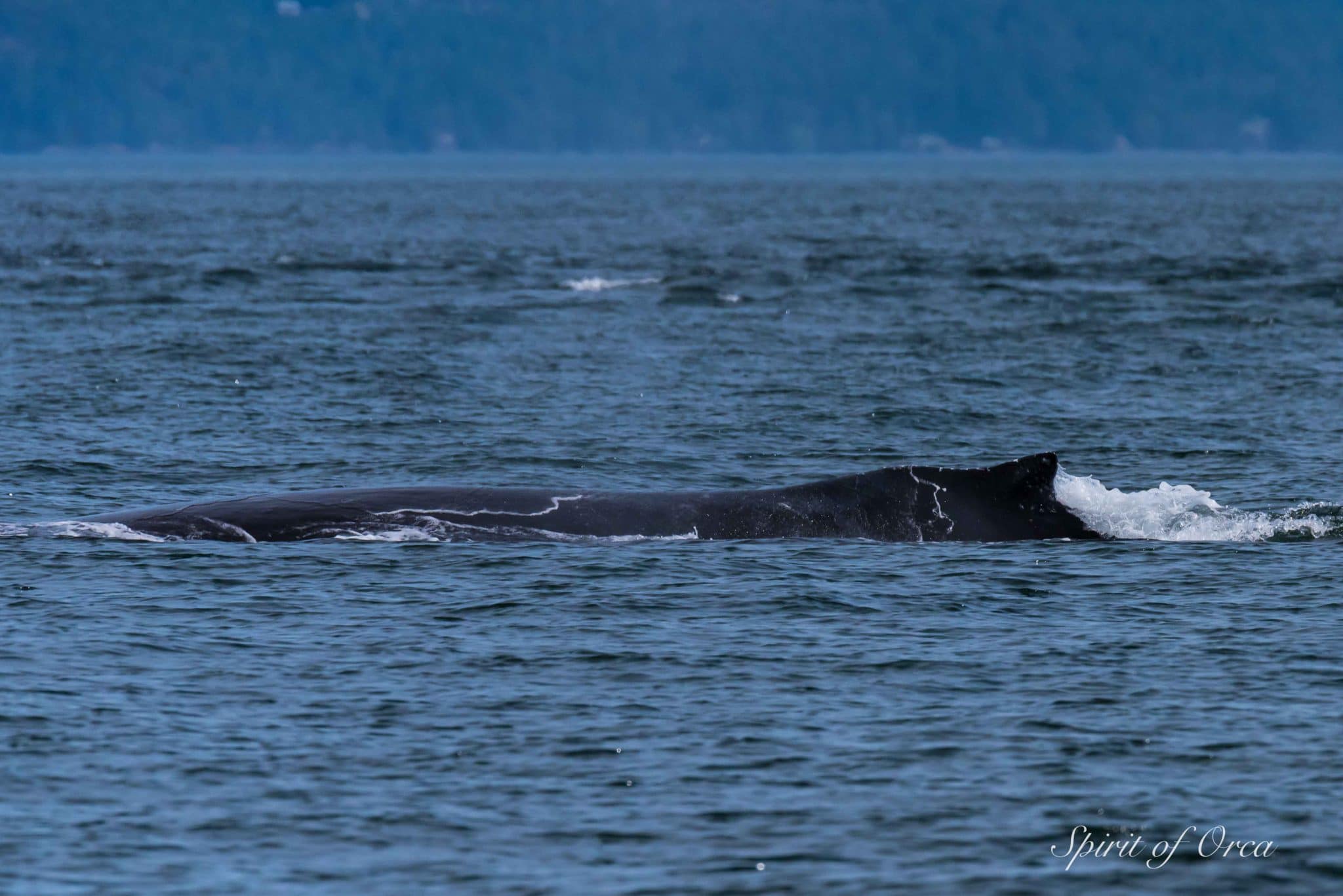 Casper The Semi-Albino Whale - and Divot the Humpback - Spirit of Orca
