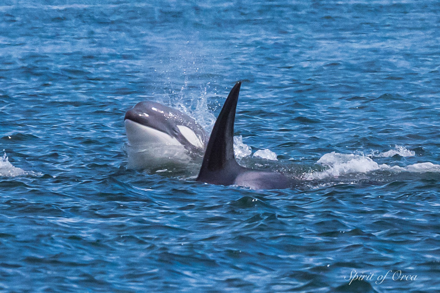 Casper The Semi-Albino Whale - and Divot the Humpback - Spirit of Orca