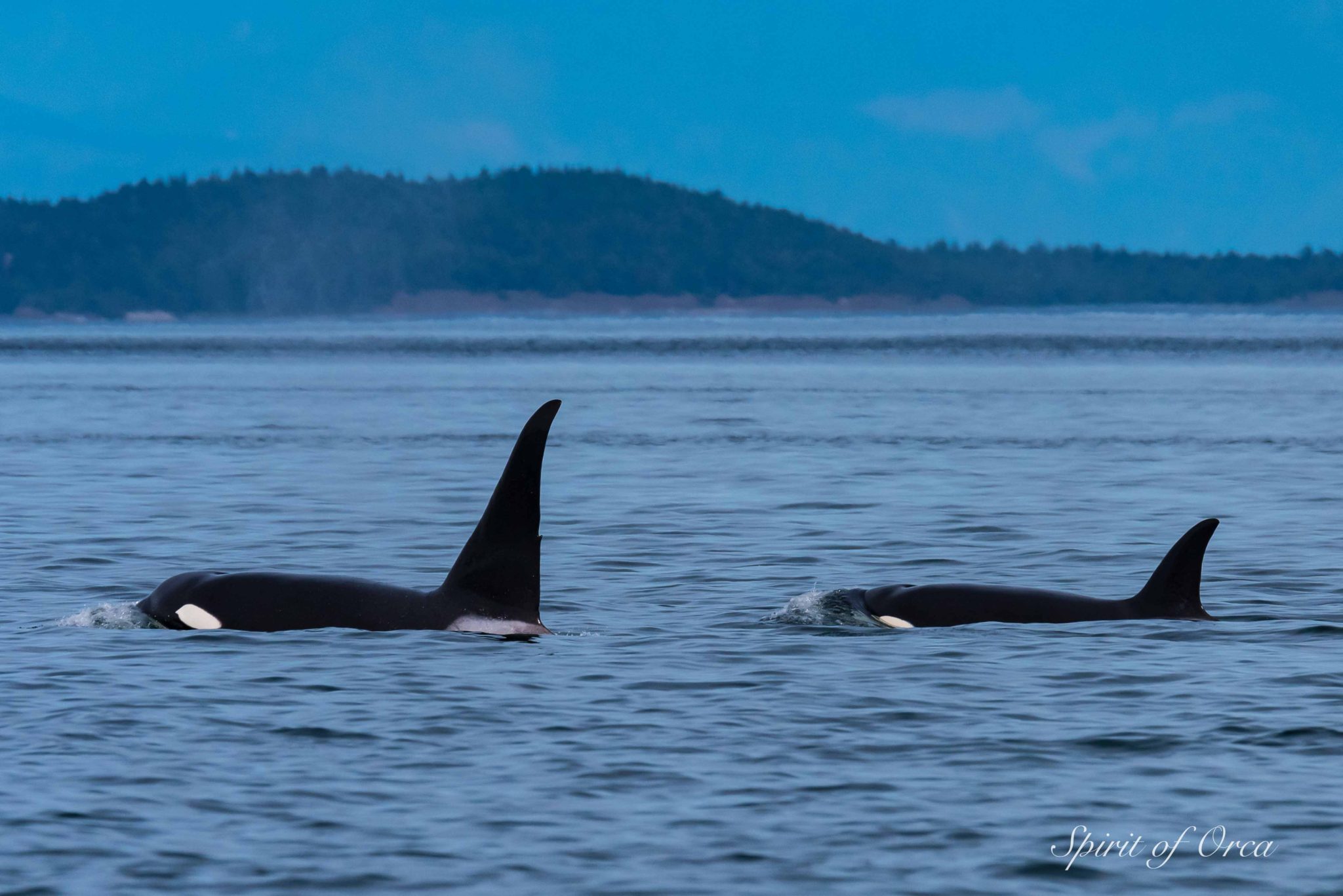 Casper The Semi-Albino Whale - and Divot the Humpback - Spirit of Orca