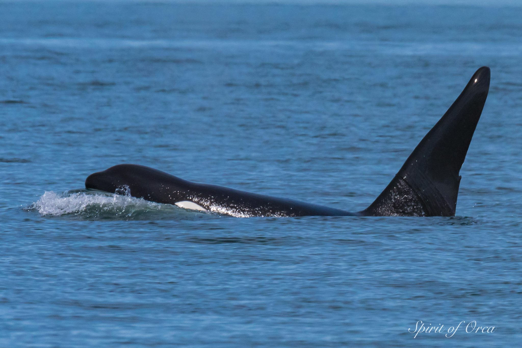 Casper The Semi-Albino Whale - and Divot the Humpback - Spirit of Orca