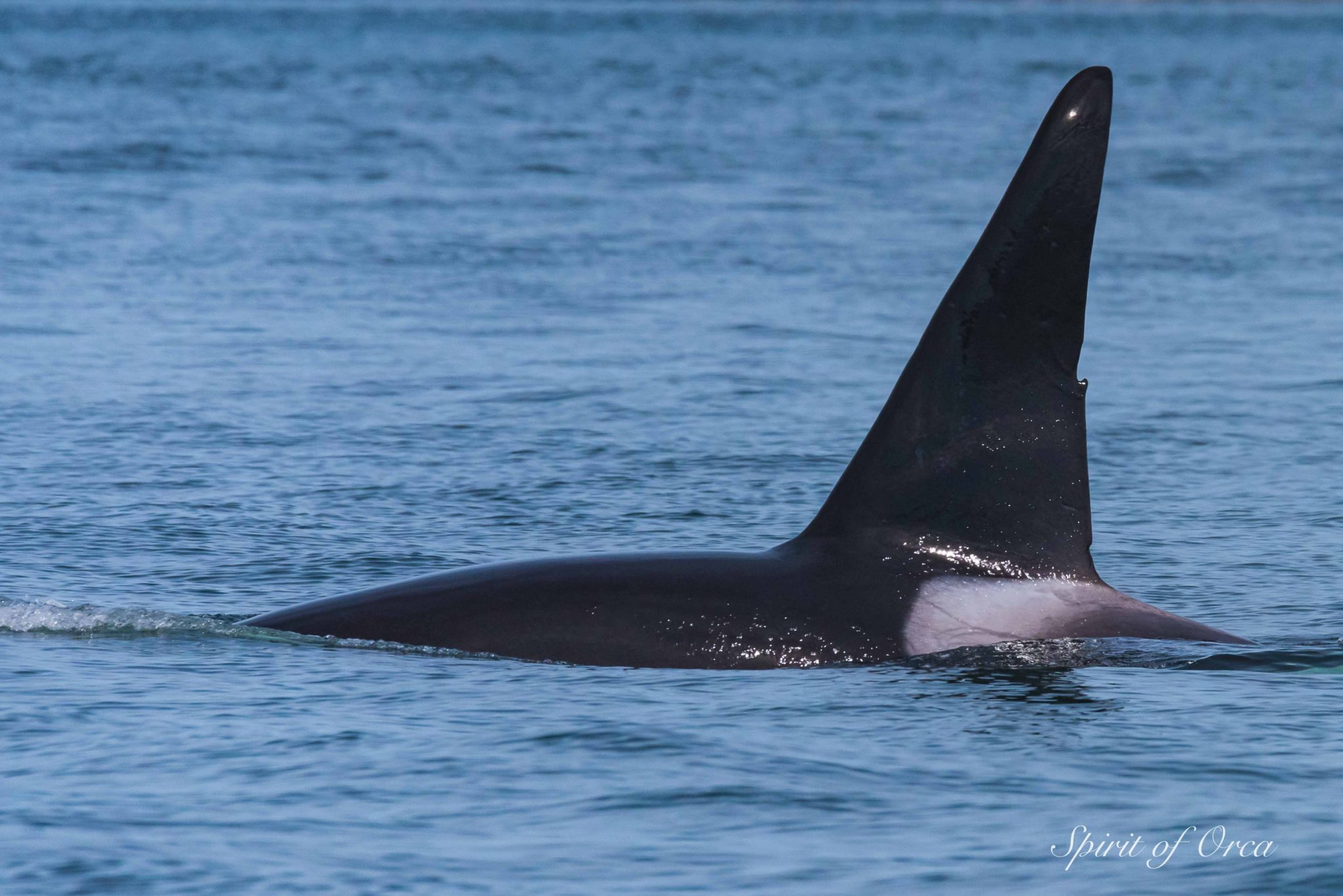 Casper The Semi-Albino Whale - and Divot the Humpback - Spirit of Orca