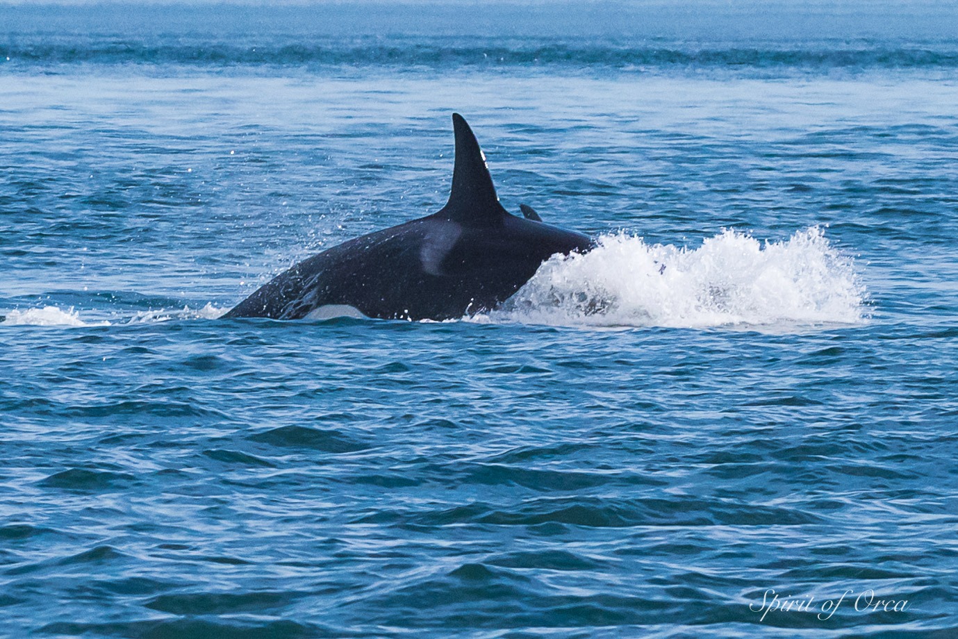 Casper The Semi-Albino Whale - and Divot the Humpback - Spirit of Orca