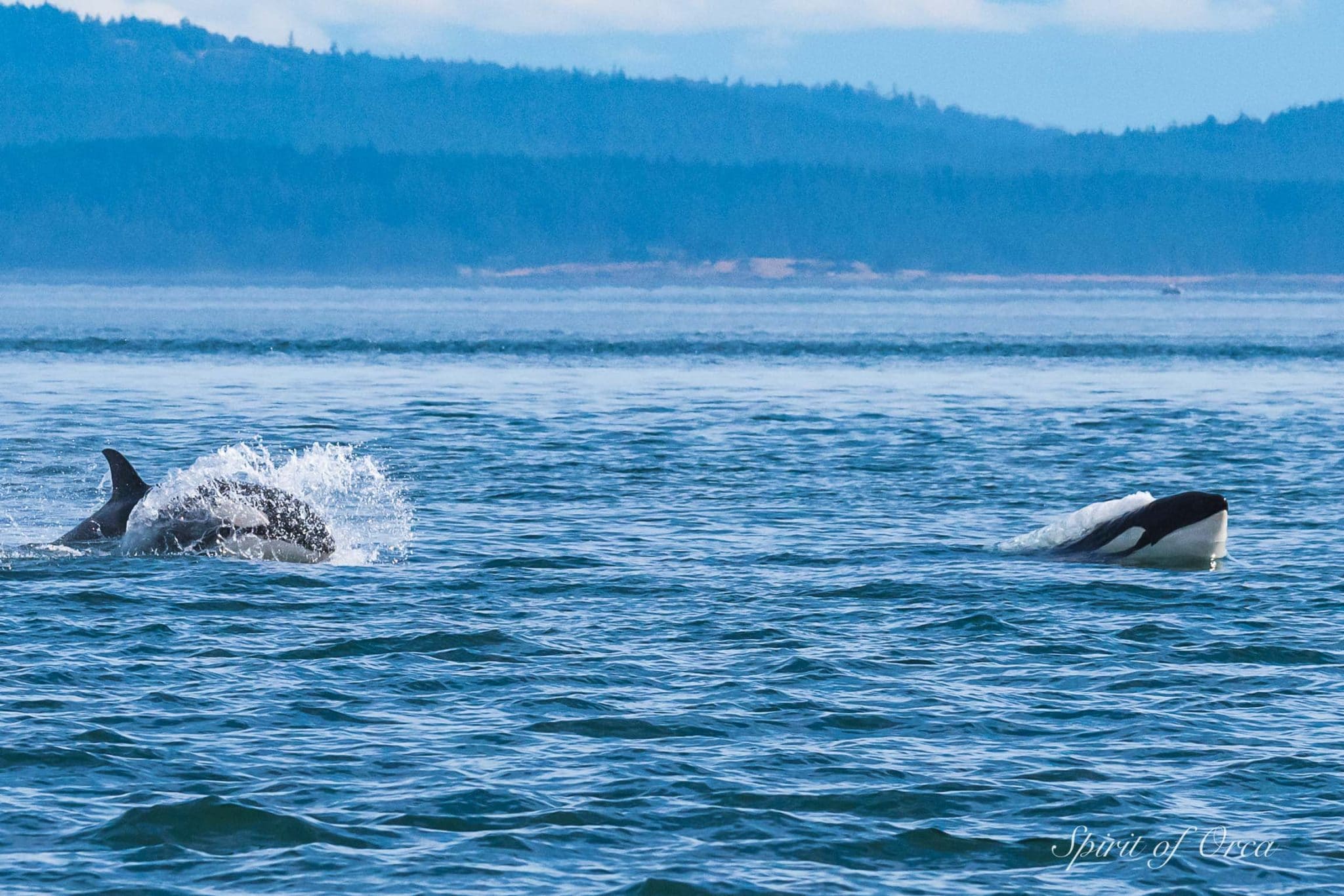 Casper The Semi-Albino Whale - and Divot the Humpback - Spirit of Orca