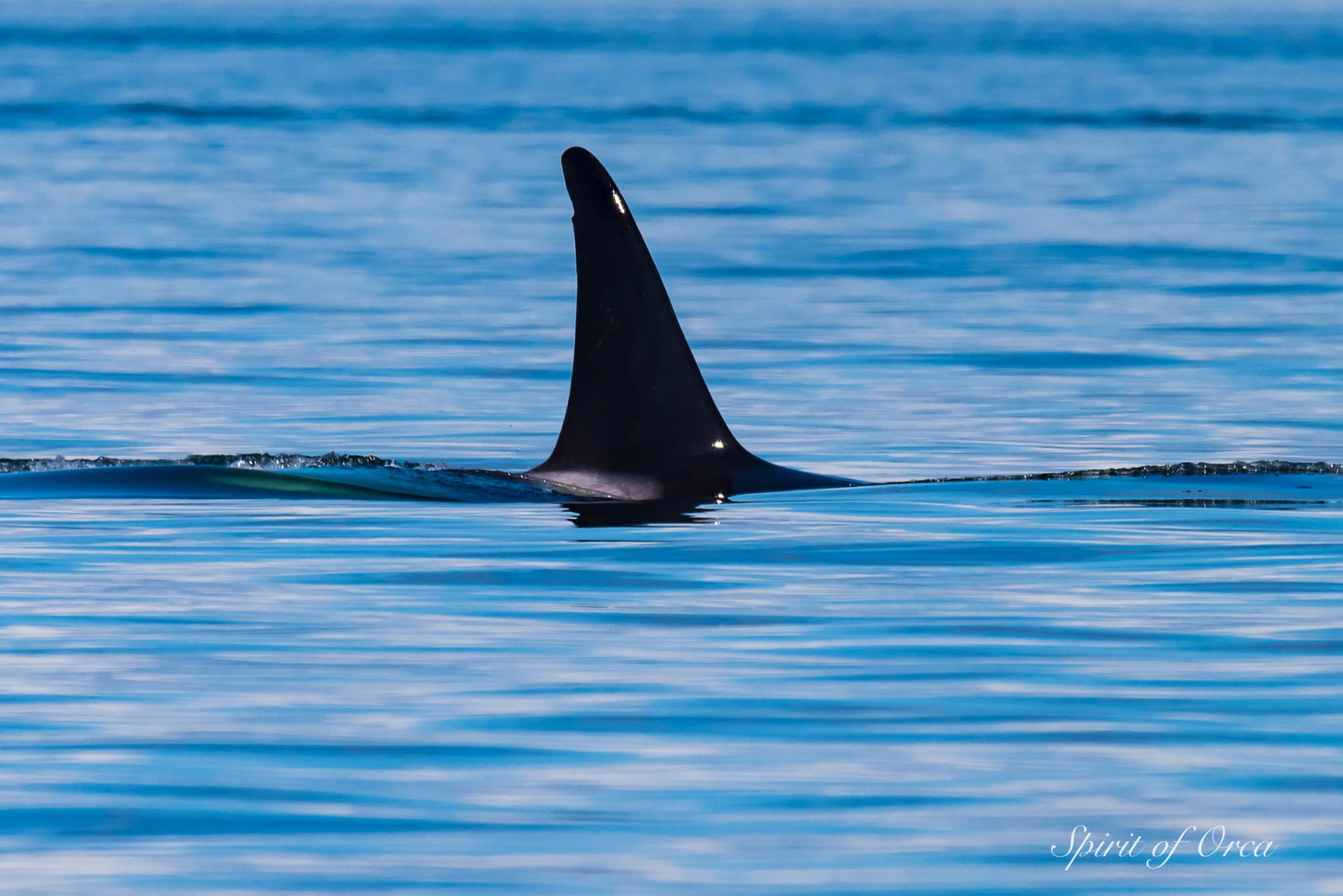 The Bigg's Orca T65A's - Pursuing a Harbor Porpoise - Spirit of Orca