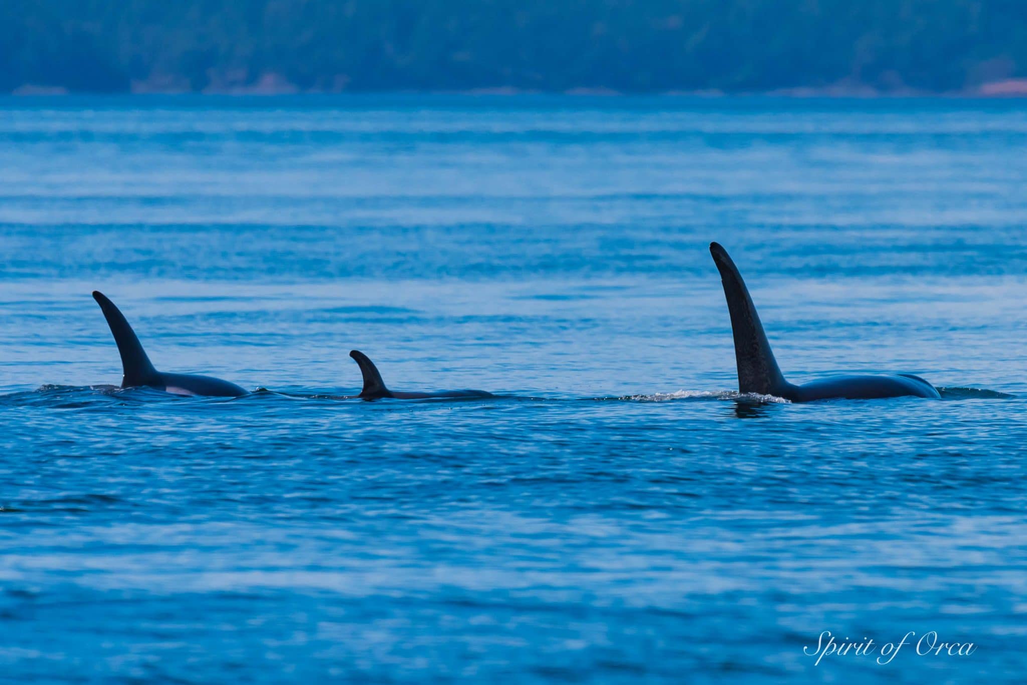 The Bigg's Orca T65A's - Pursuing a Harbor Porpoise - Spirit of Orca