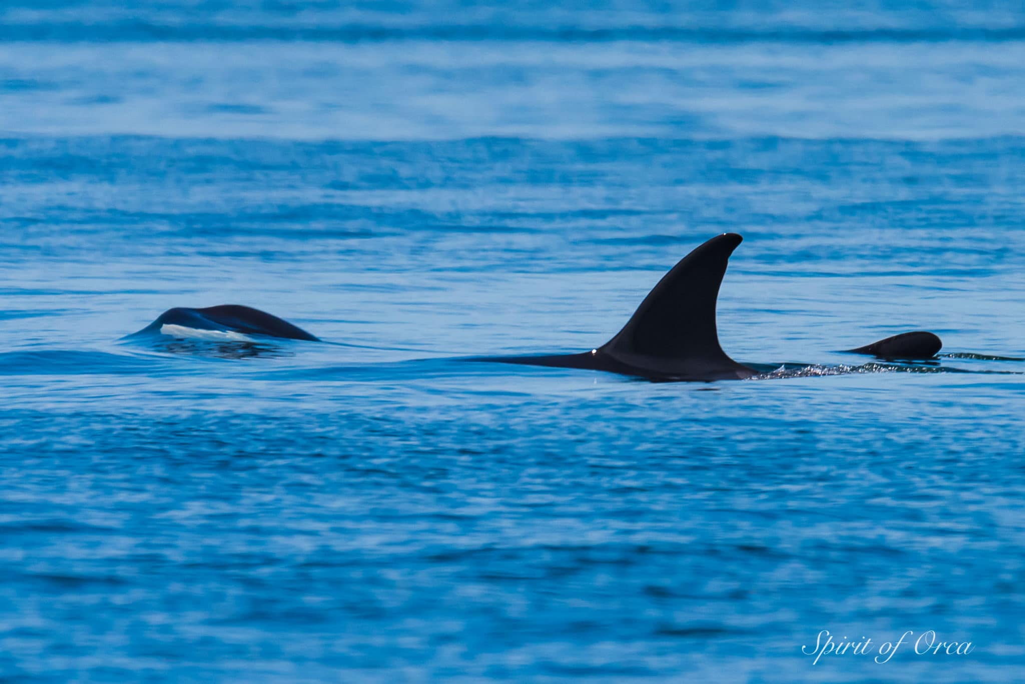 The Bigg's Orca T65A's - Pursuing a Harbor Porpoise - Spirit of Orca