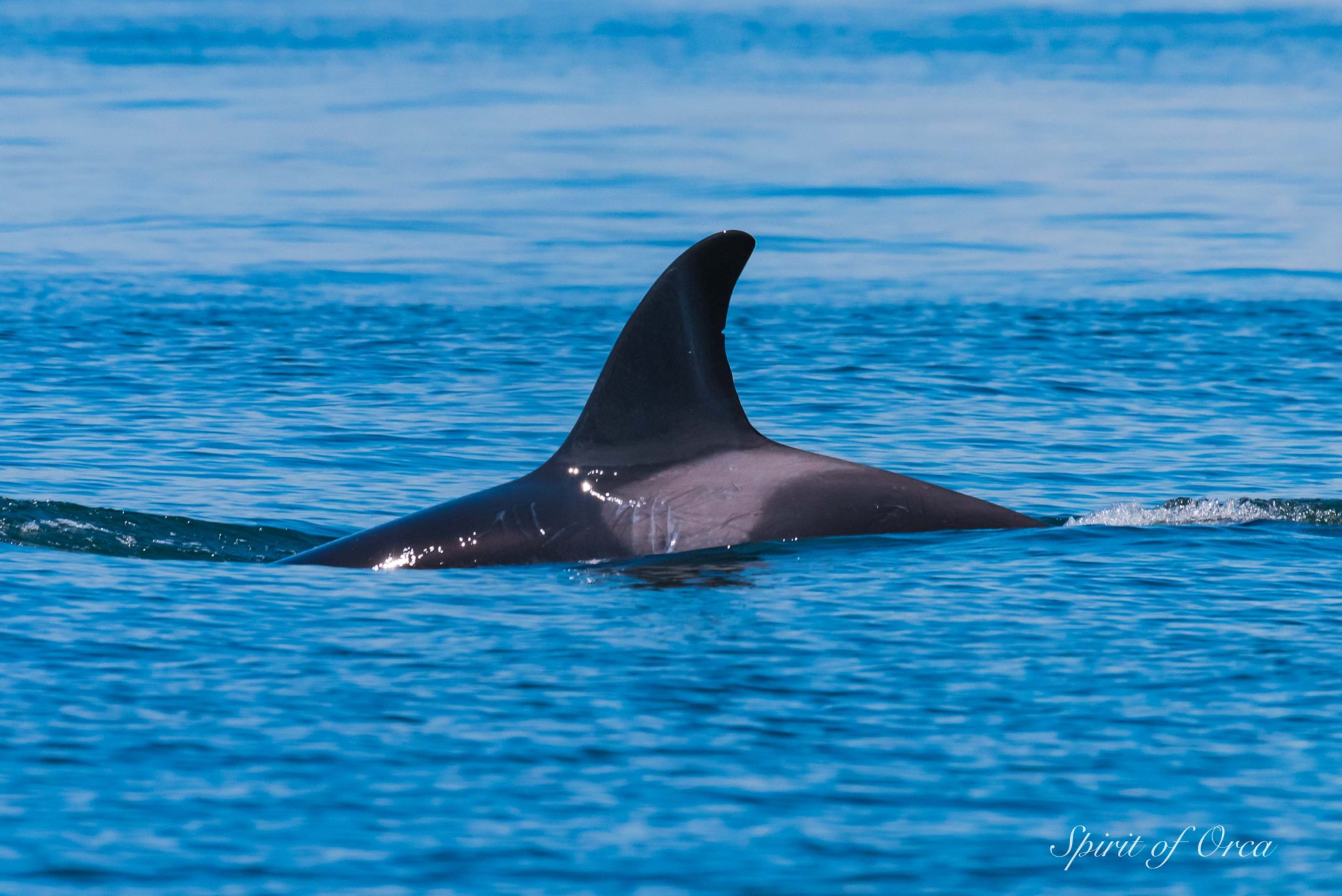 The Bigg's Orca T65A's - Pursuing a Harbor Porpoise - Spirit of Orca