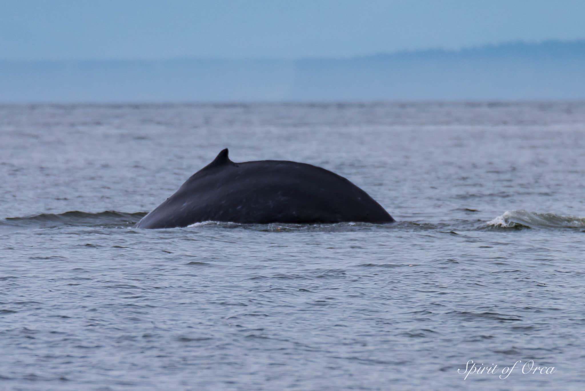 Resident Orca Return Home - and Humpback Whale - Spirit of Orca