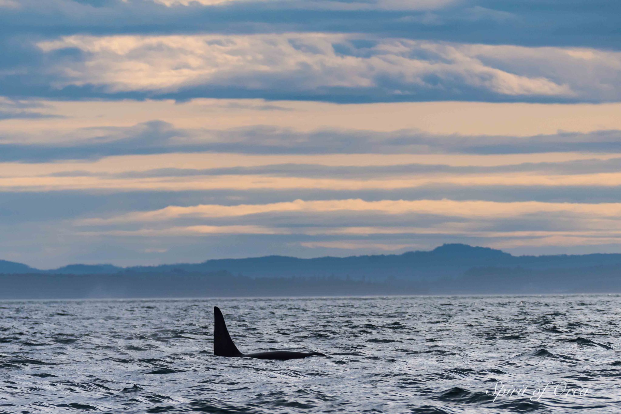 Resident Orca Return Home - and Humpback Whale - Spirit of Orca