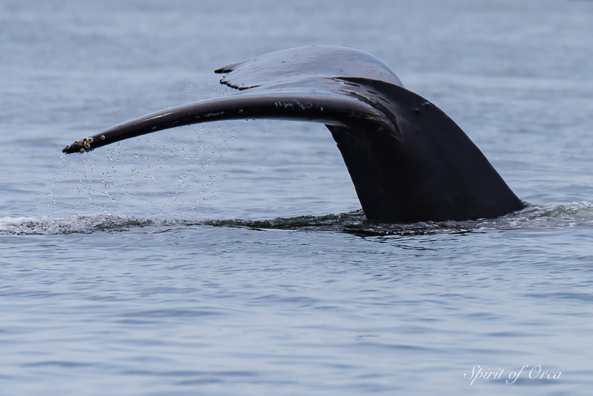 Resident Orca Return Home - and Humpback Whale - Spirit of Orca