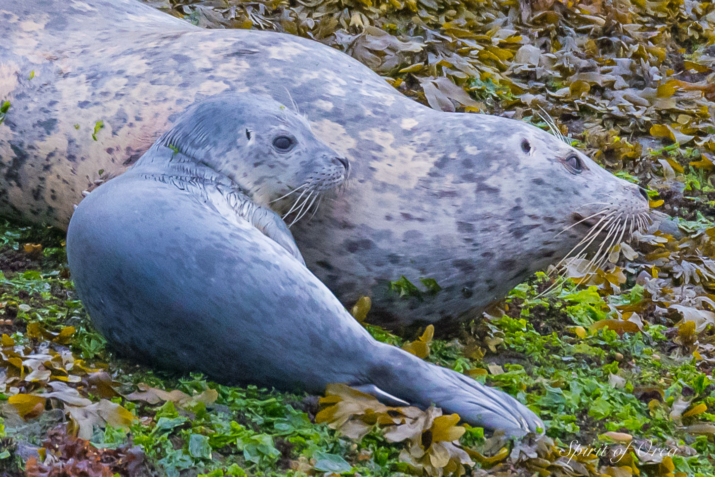 Biggs Orca in Georgia Strait - Bald Eagles and Seal Pups - Spirit of Orca