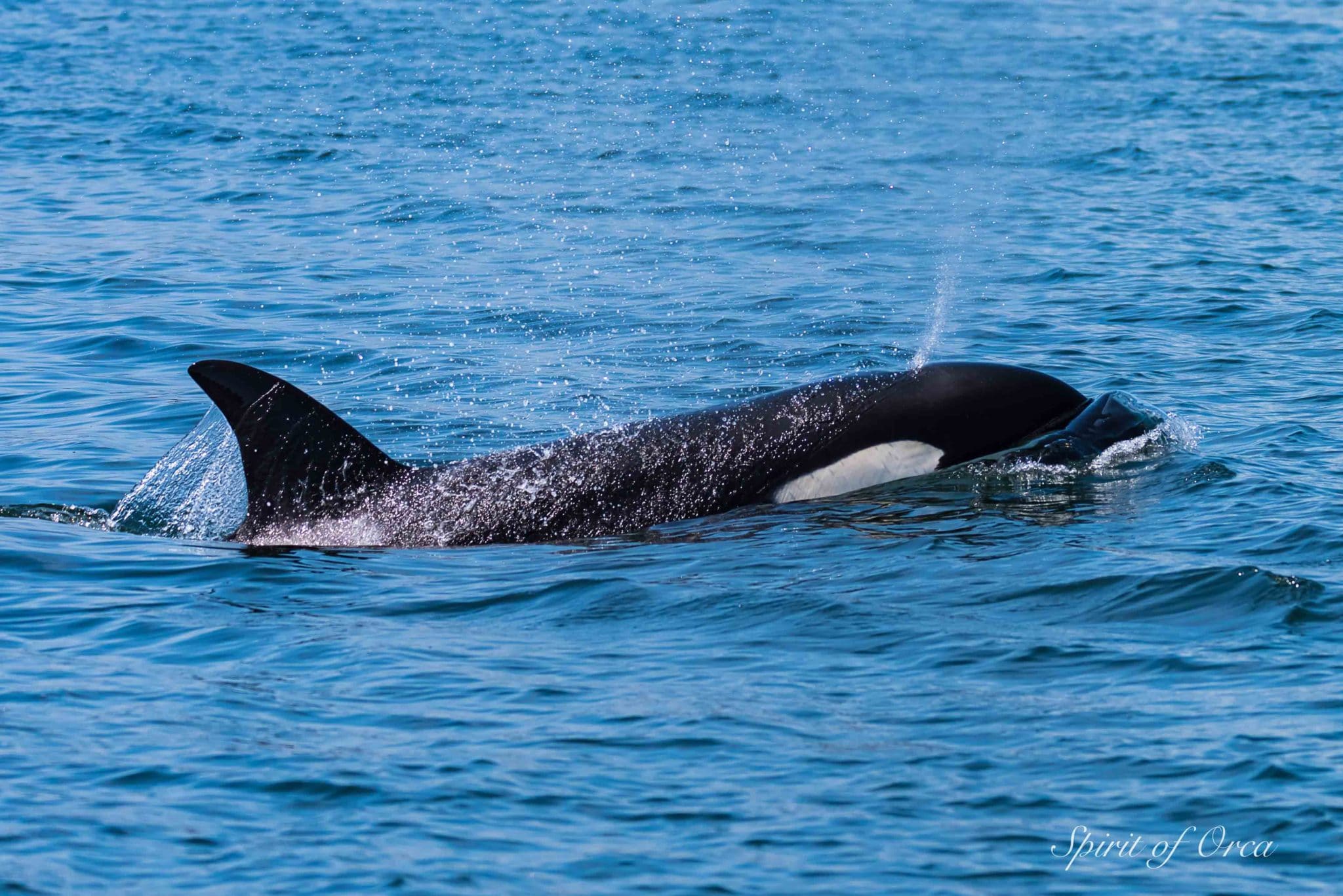 Four Pods Beautiful Day - with whales and other critters- Spirit of Orca