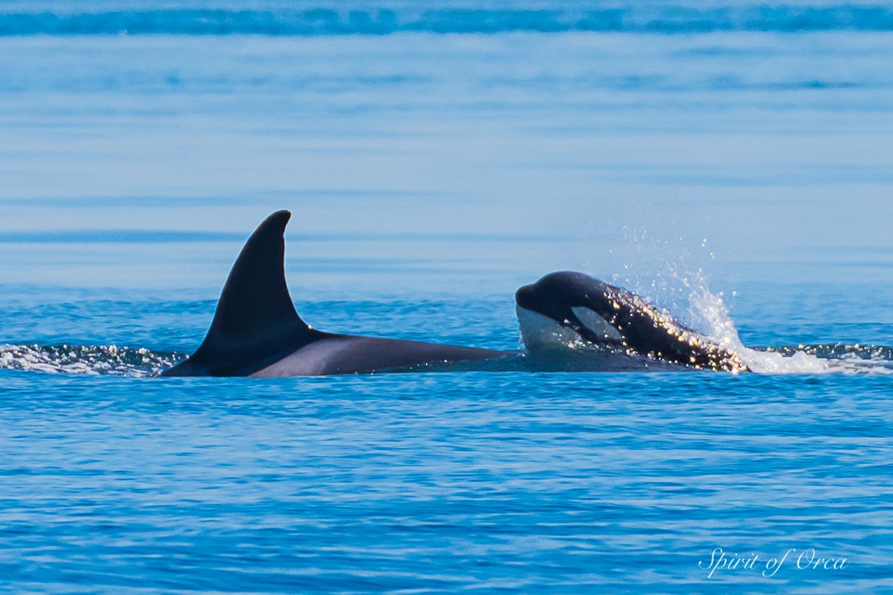 Three Pods of Orca - & Two Humpback Whales - Spirit of Orca