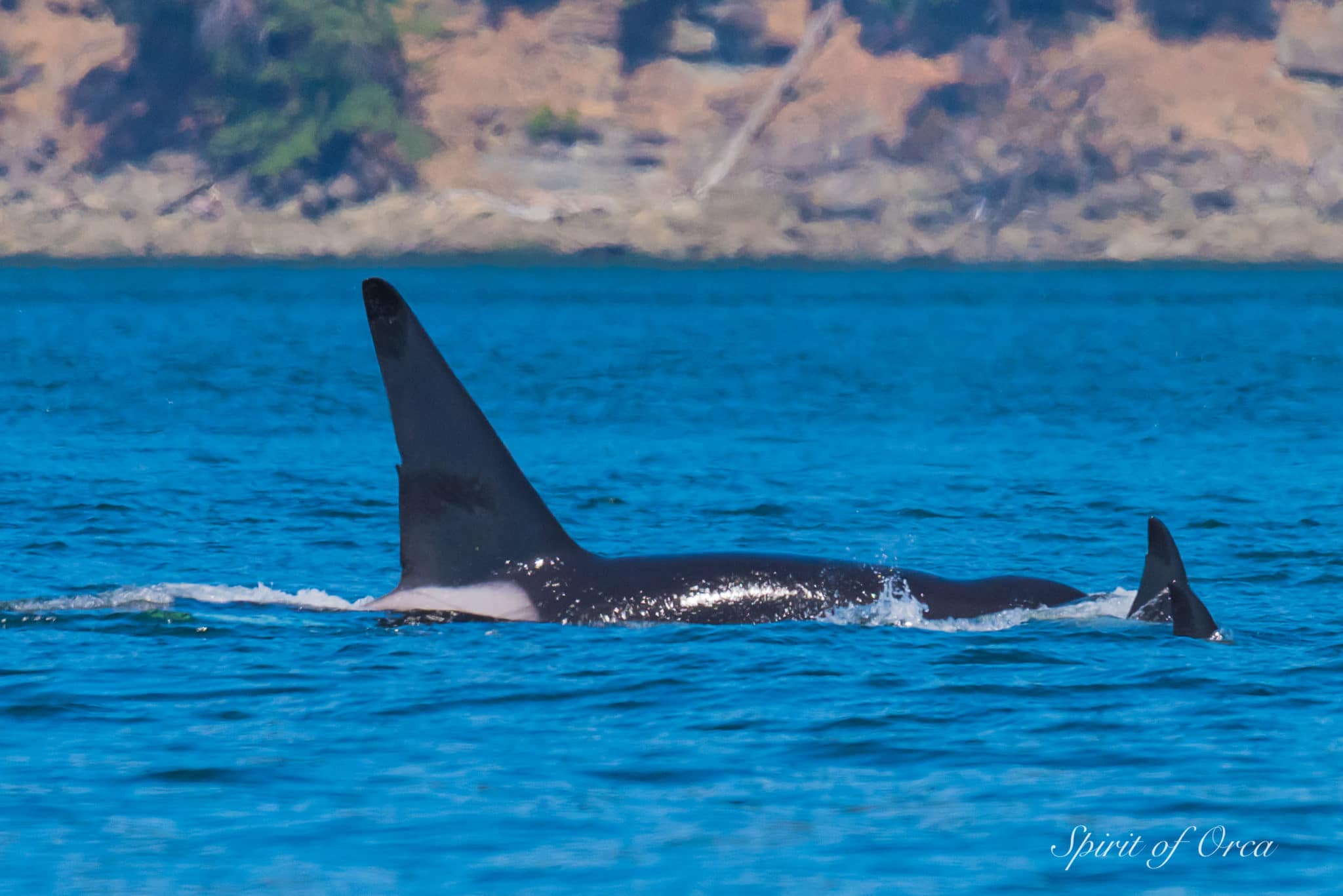Orca Both North and South - with many sea birds - Spirit of Orca