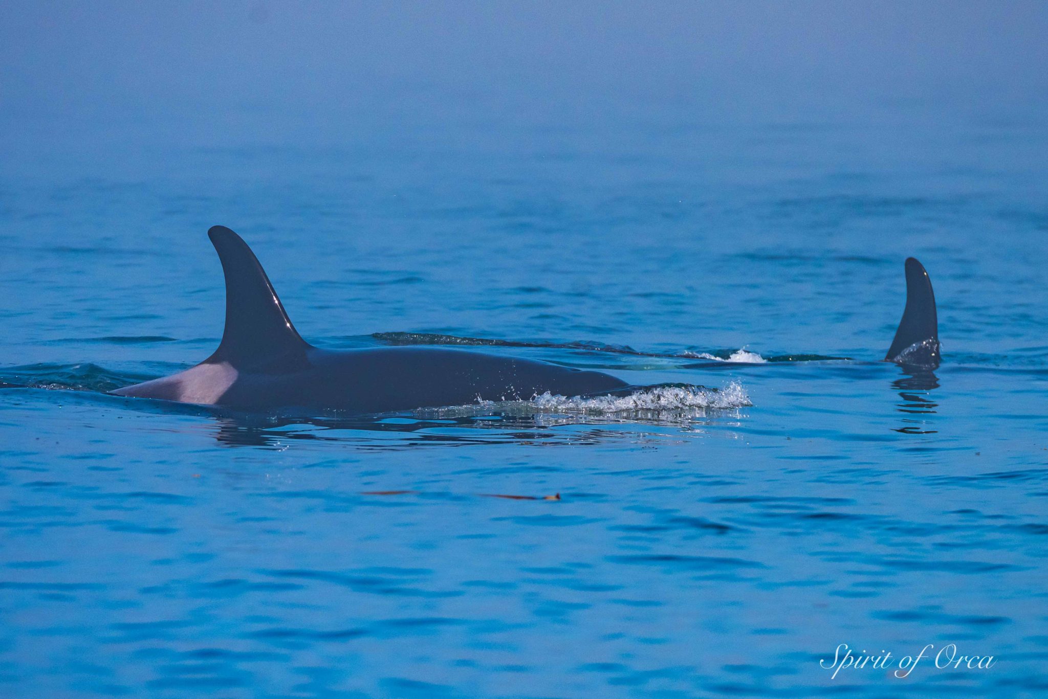 J31-Tsuchi and New Calf - Sea Lions and Harbor Seals - Spirit of Orca