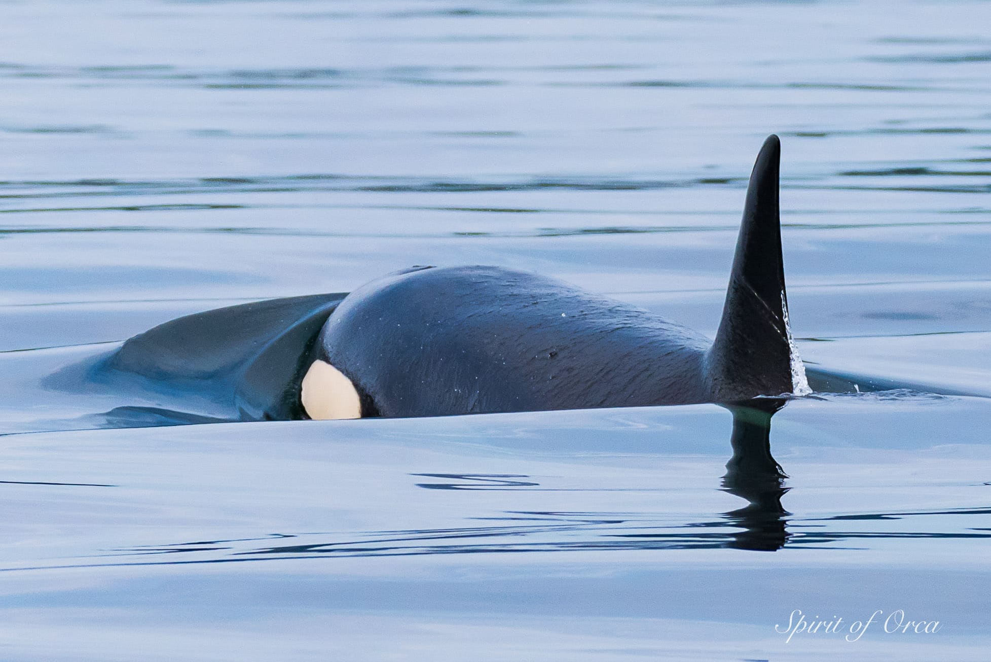 Humpback Whale Lunge Feeding -and T46's Orca - Spirit of Orca