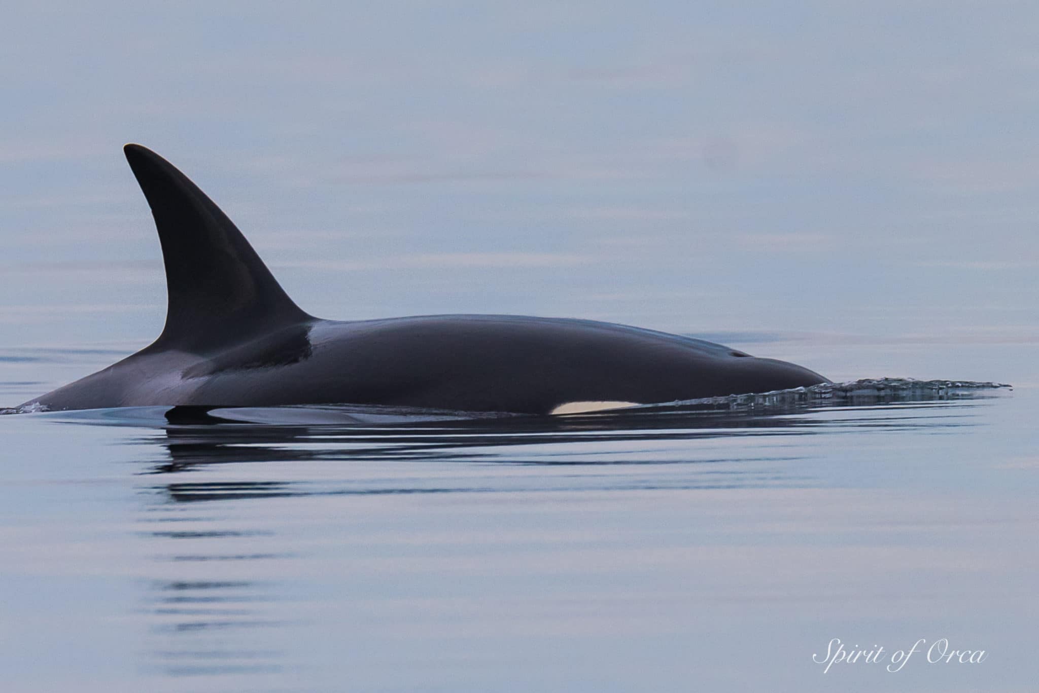 Bigg's Orca Kill Seals - Cruising the Salish - Spirit of Orca