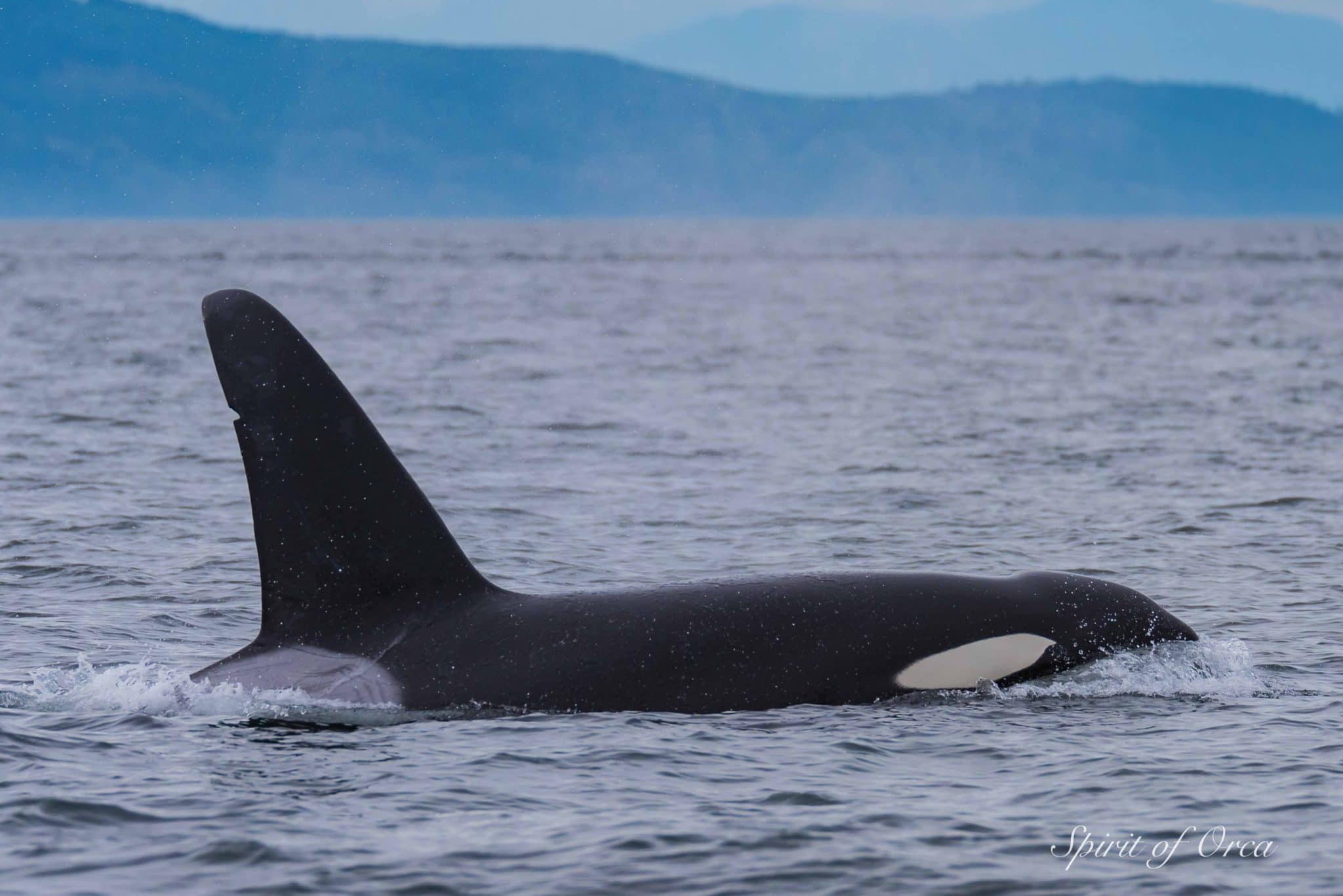 T18's Biggs Orca - and a Humpback named Bond - Spirit of Orca