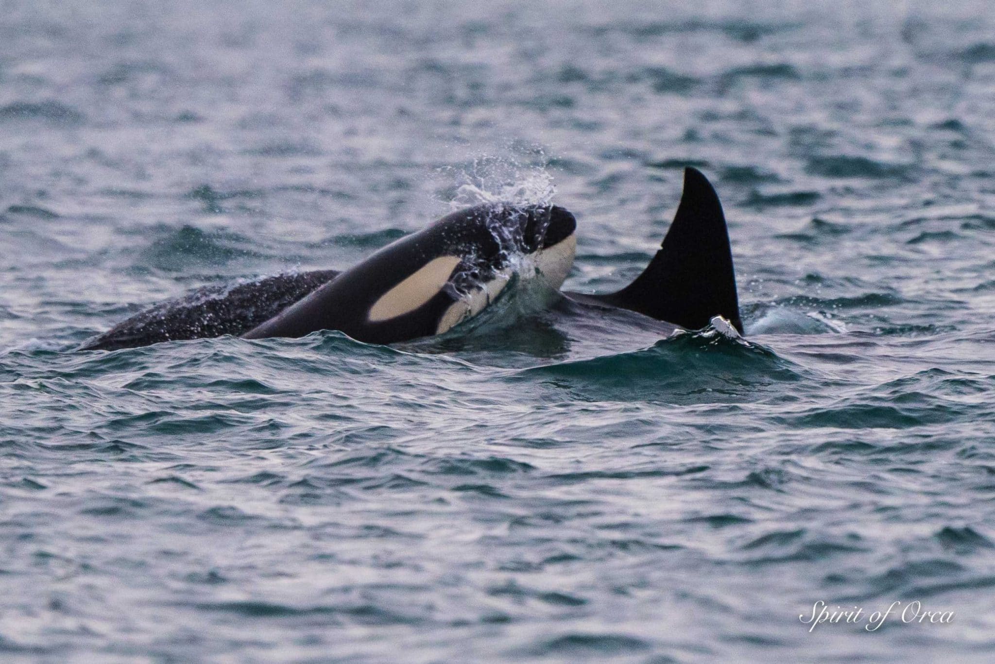 Otters & Orcas, Sea Bears & Bald Eagles -Rat Fish - Spirit of Orca
