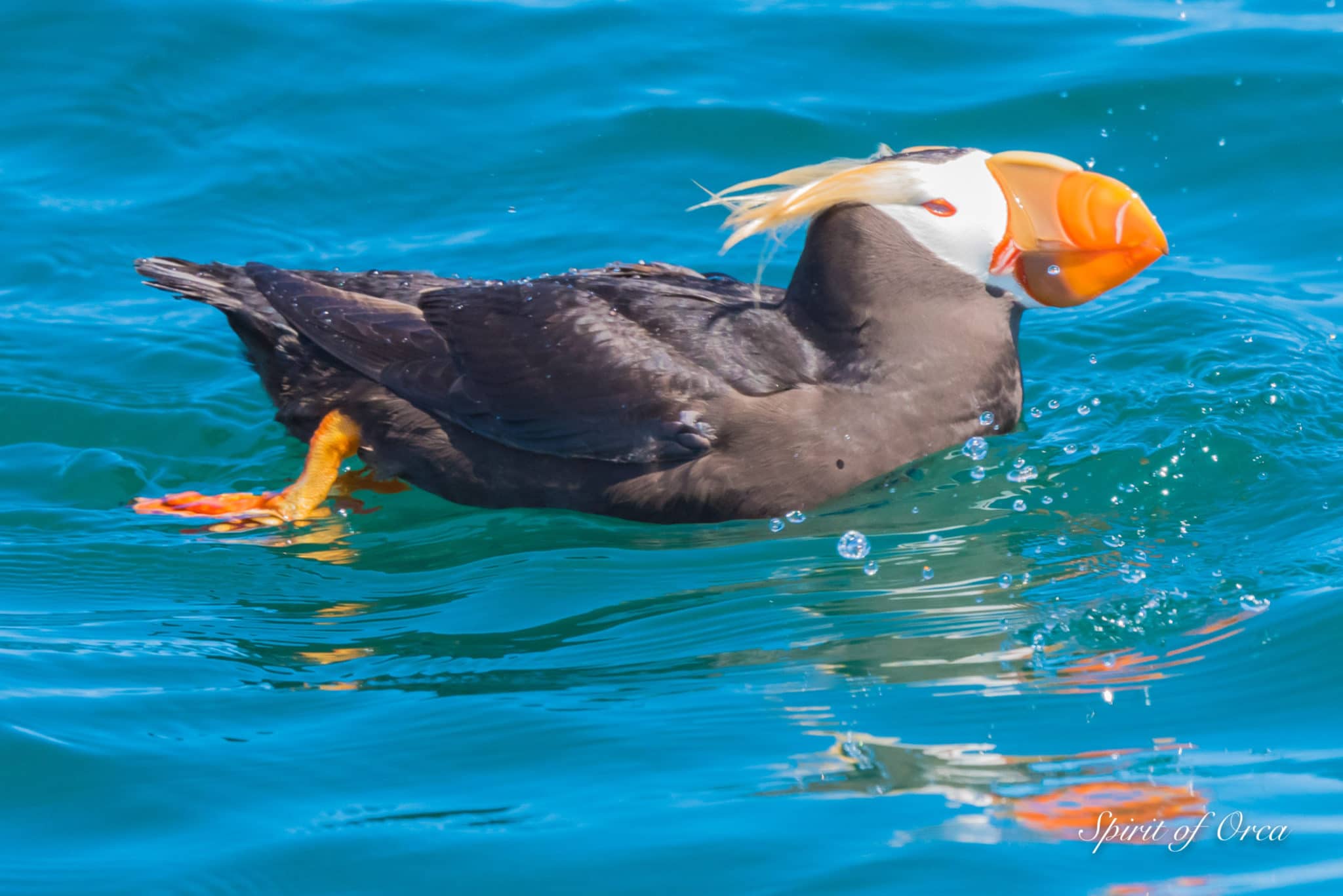 Rare Horned Puffin on Birding Tour -Horned Puffin & more - Spirit of Orca