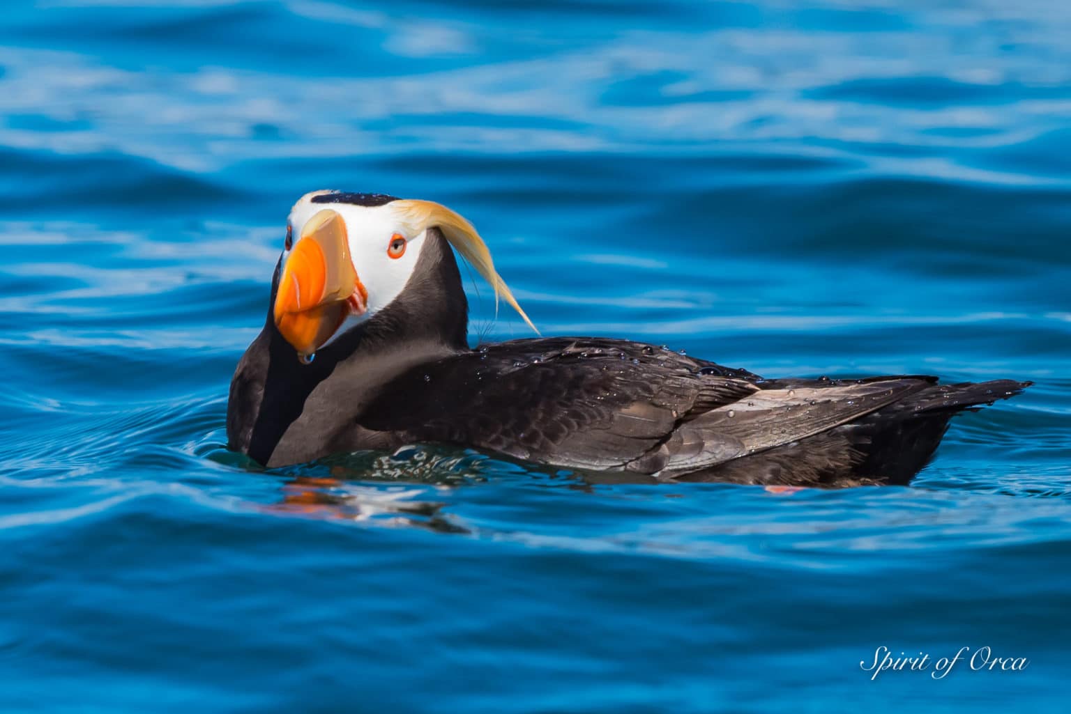Rare Horned Puffin on Birding Tour -Horned Puffin & more - Spirit of Orca