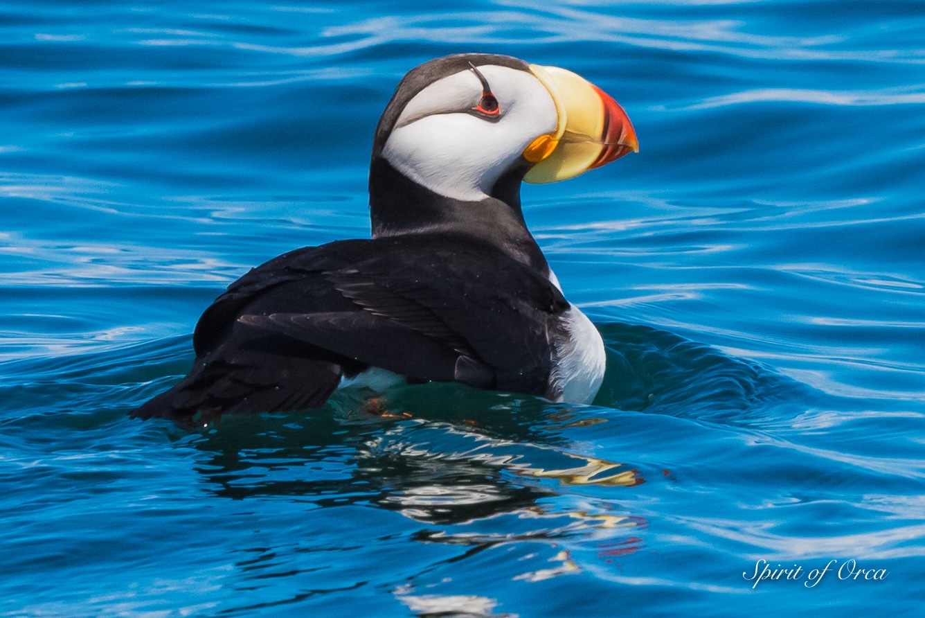 Rare Horned Puffin on Birding Tour -Horned Puffin & more - Spirit of Orca