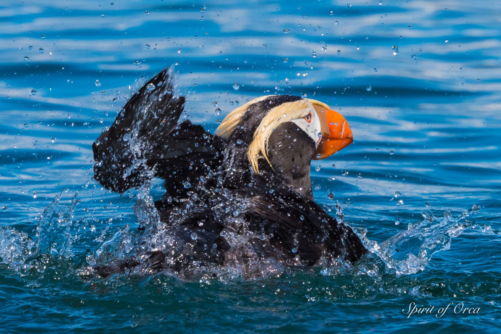 Rare Horned Puffin on Birding Tour -Horned Puffin & more - Spirit of Orca