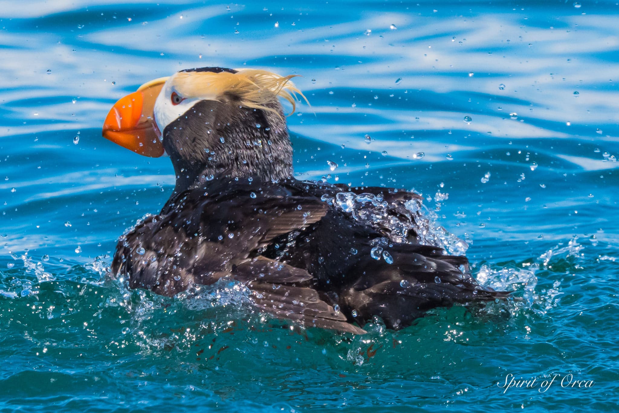 Rare Horned Puffin on Birding Tour -Horned Puffin & more - Spirit of Orca