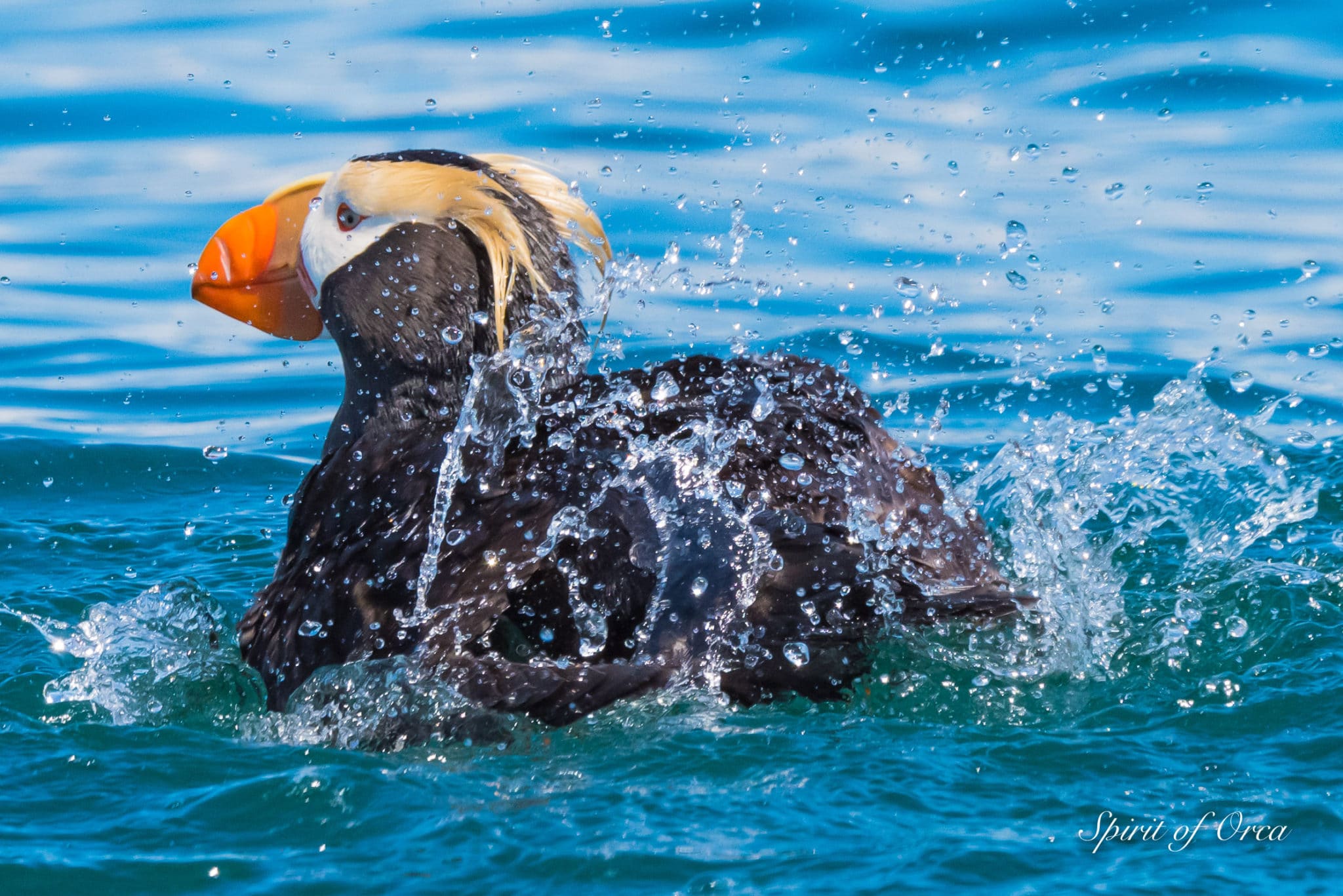 Rare Horned Puffin on Birding Tour -Horned Puffin & more - Spirit of Orca