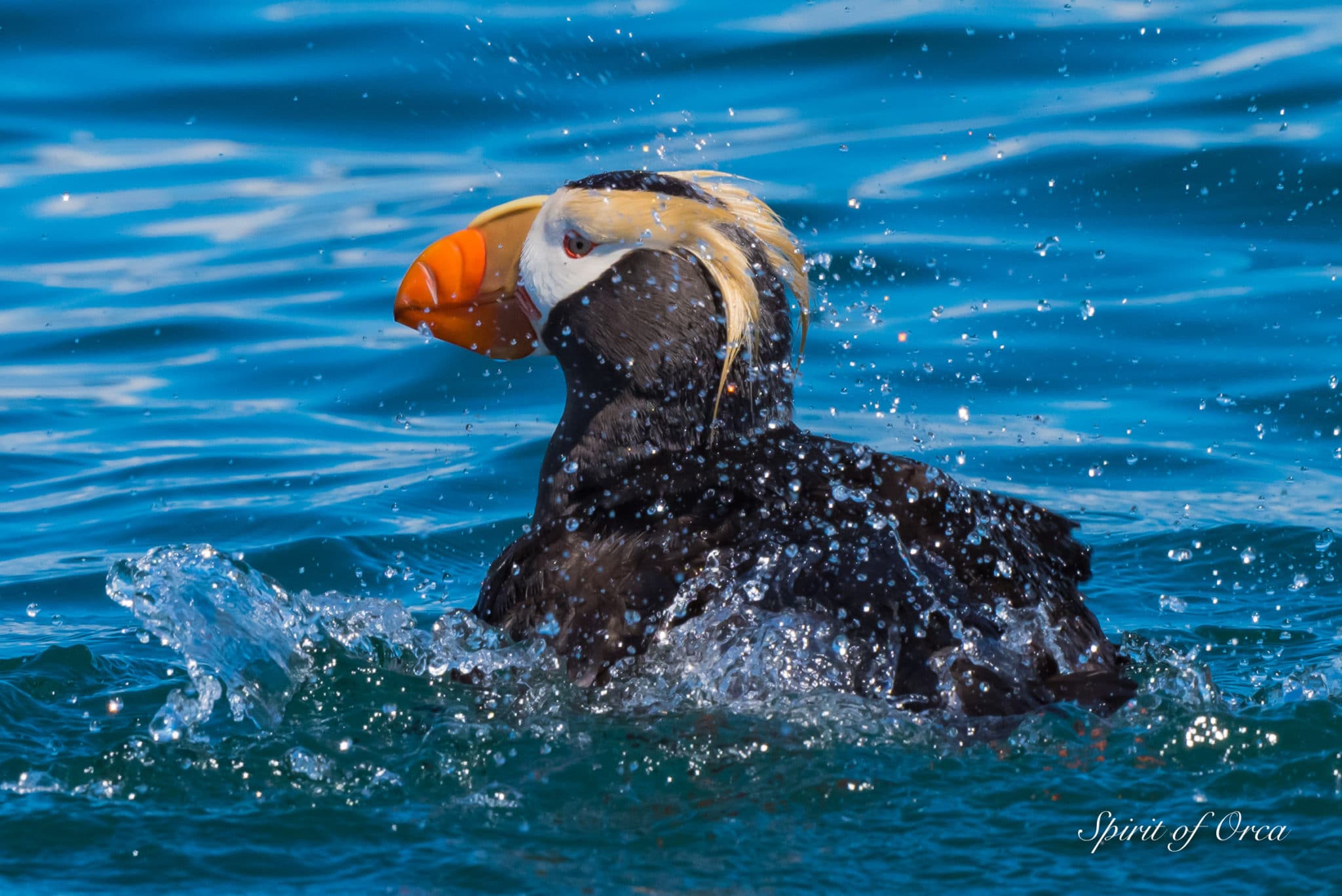 Rare Horned Puffin on Birding Tour -Horned Puffin & more - Spirit of Orca