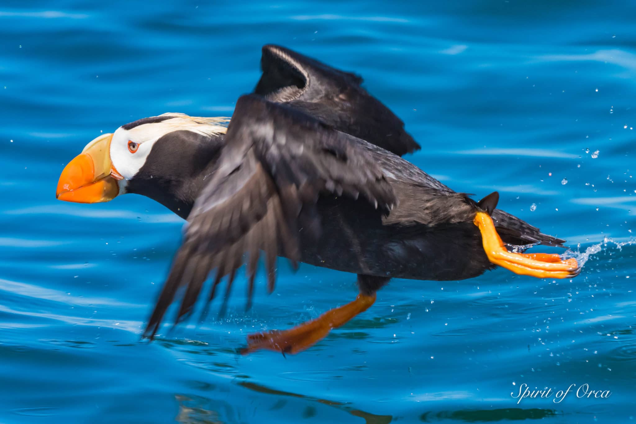 Rare Horned Puffin on Birding Tour -Horned Puffin & more - Spirit of Orca