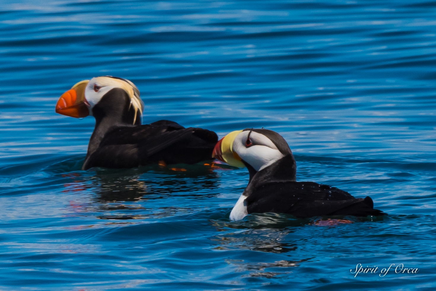 Rare Horned Puffin on Birding Tour -Horned Puffin & more - Spirit of Orca
