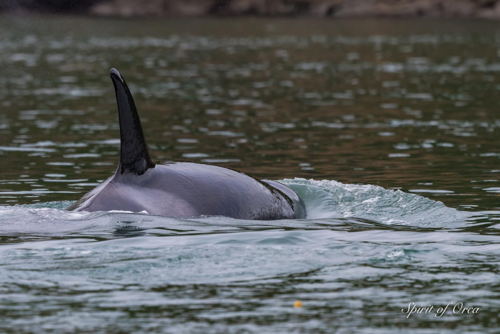 Two Pods of Orca -T65A's and T46's - Spirit of Orca