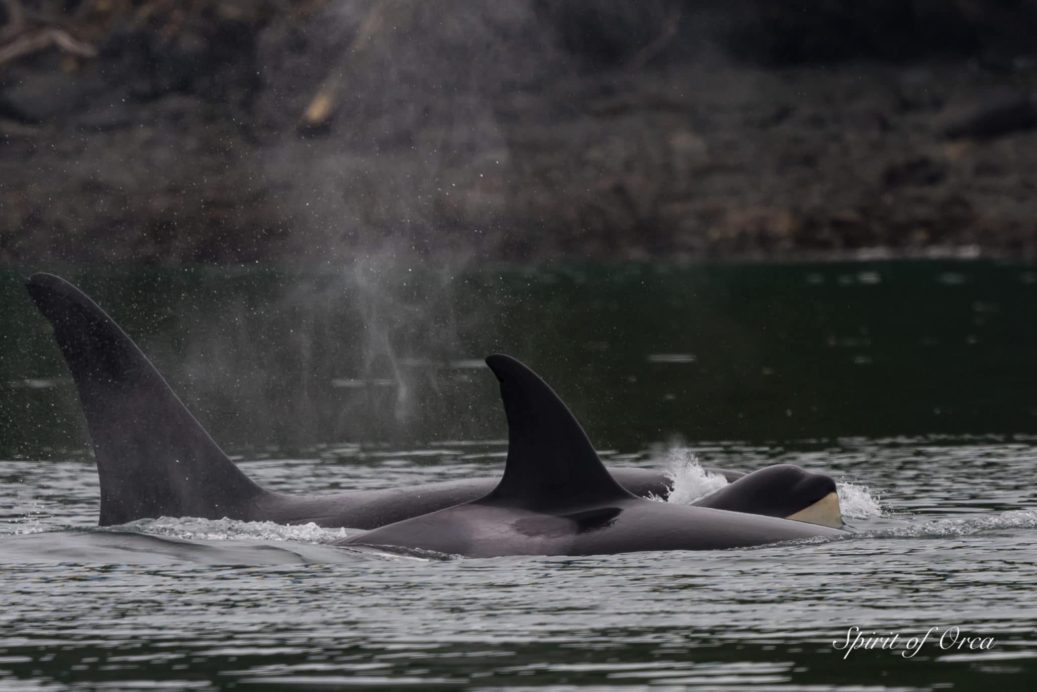 Two Pods of Orca -T65A's and T46's - Spirit of Orca