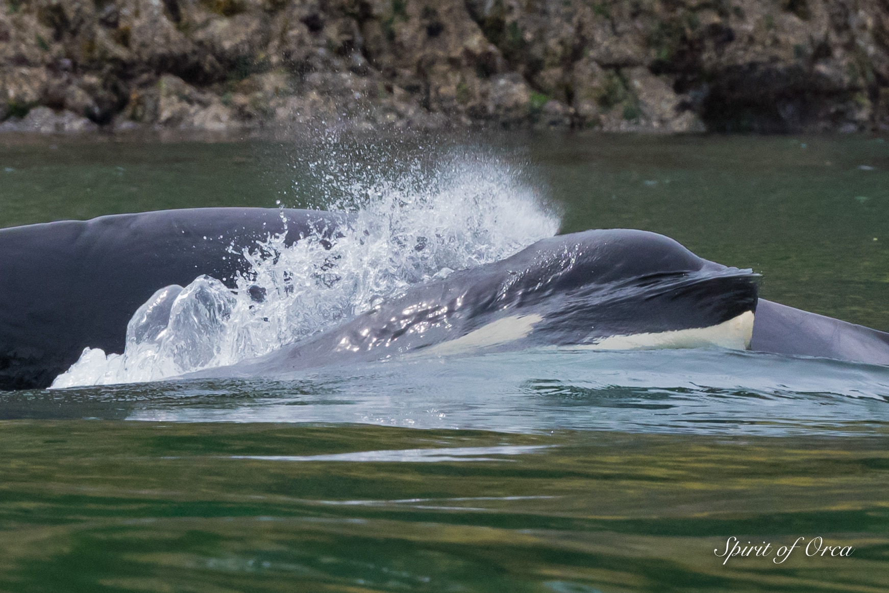 Two Pods of Orca -T65A's and T46's - Spirit of Orca