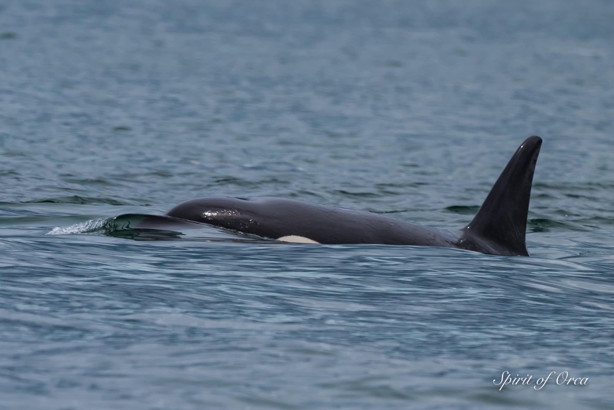 Two Pods of Orca -T65A's and T46's - Spirit of Orca