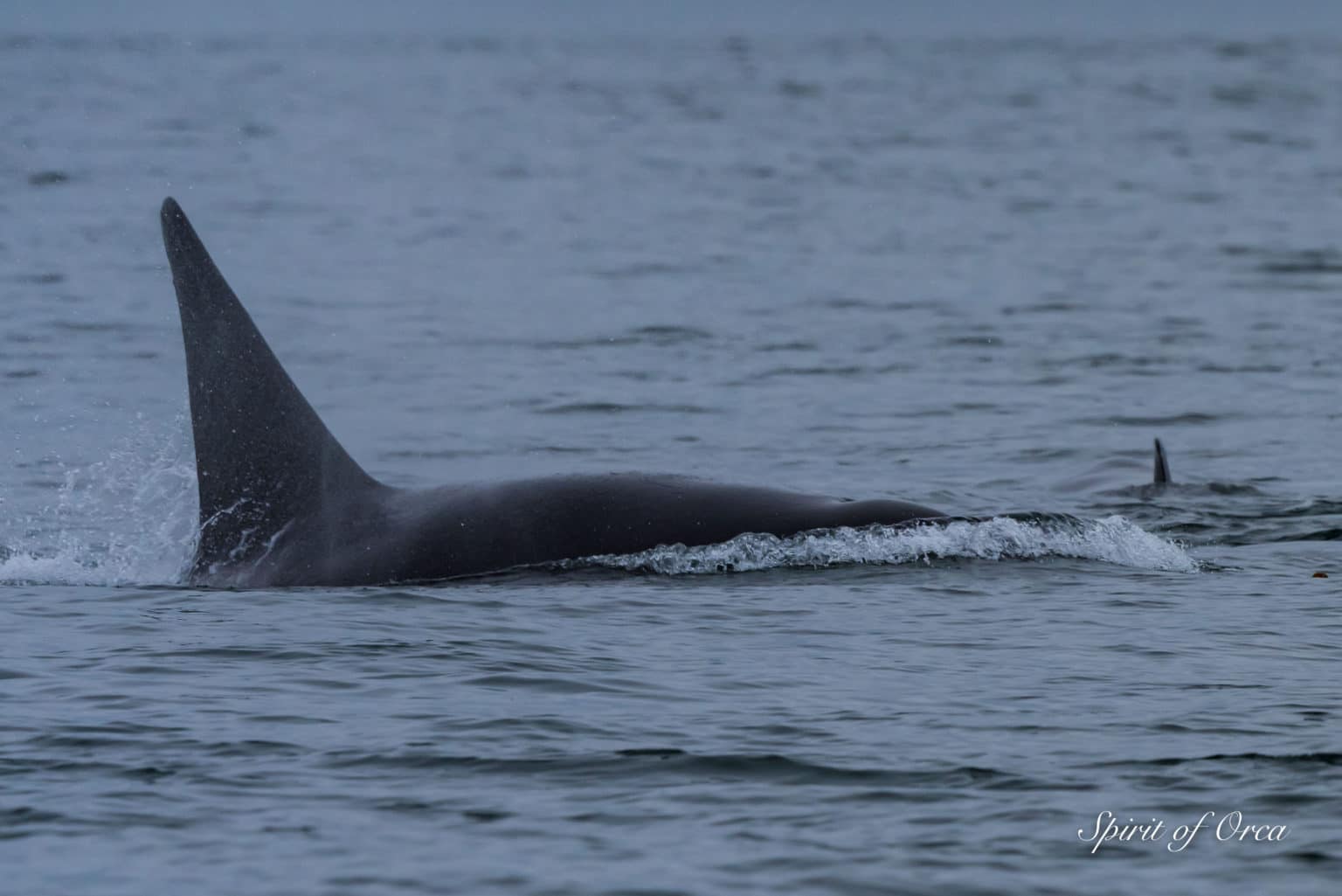 T65A's T37's & T34's Orca -Puffins & More - Spirit of Orca