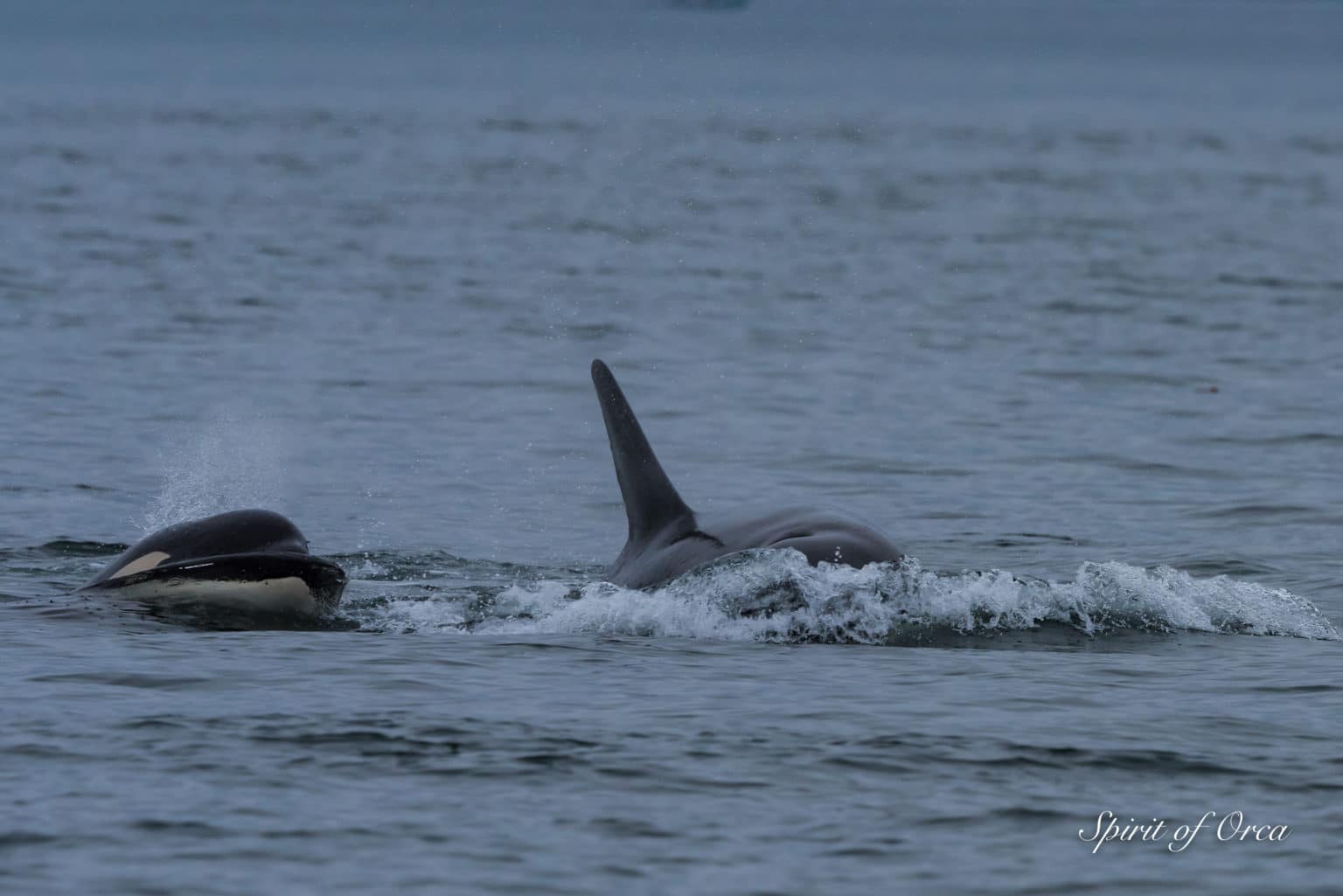T65A's T37's & T34's Orca -Puffins & More - Spirit of Orca