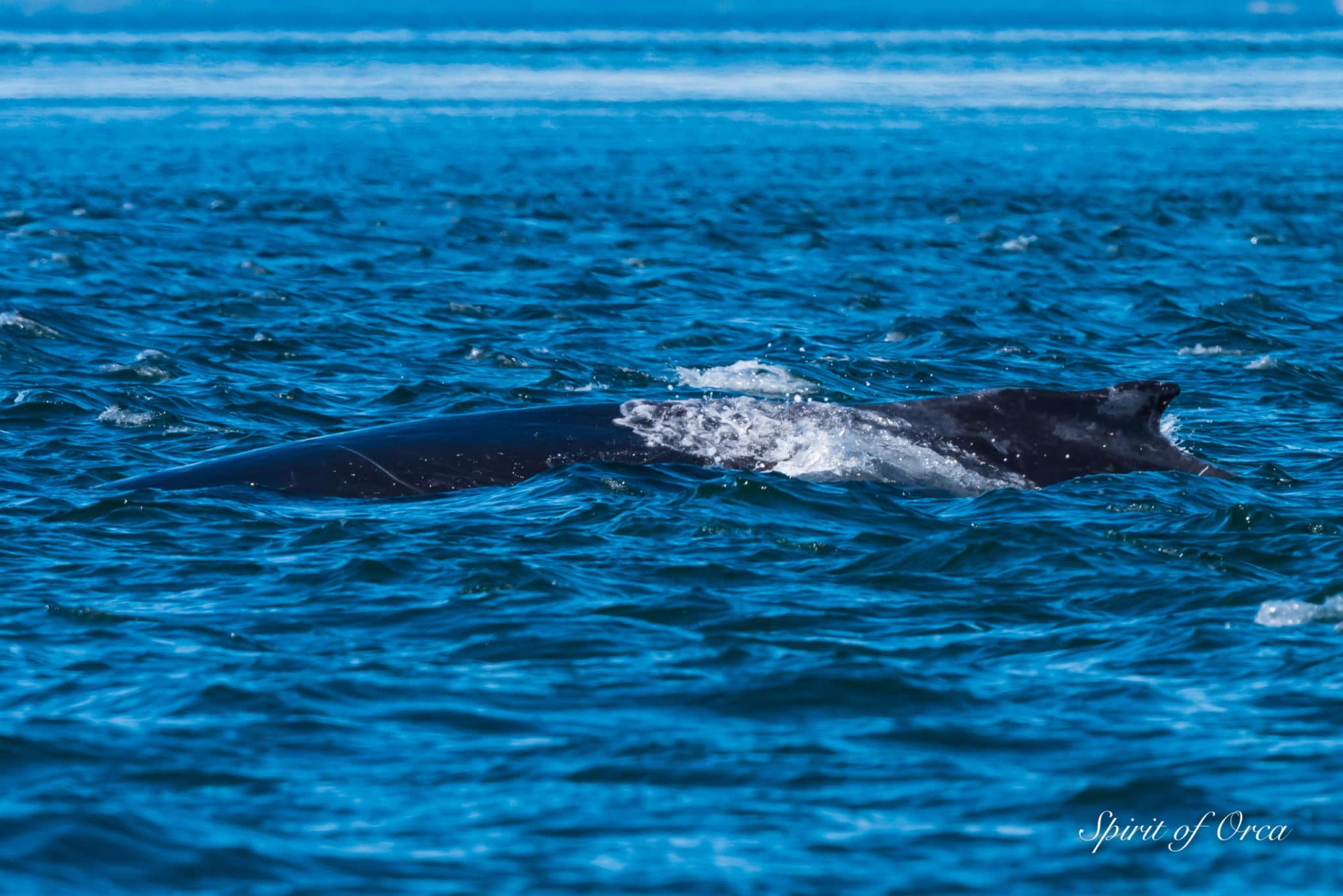 Orion and T65A's -Other Transients and Animals - Spirit of Orca