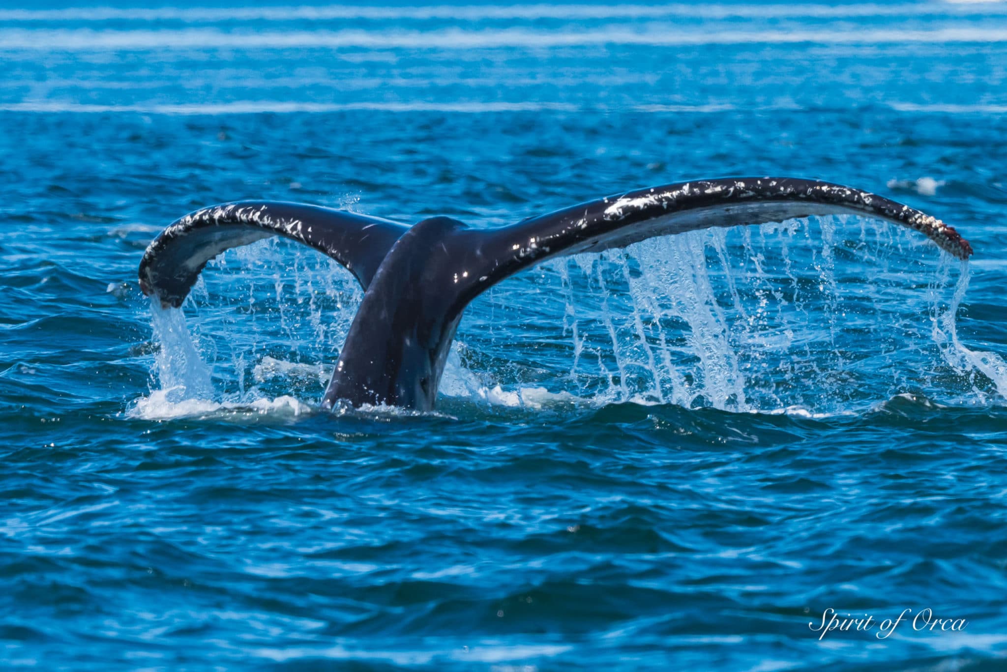 Orion and T65A's -Other Transients and Animals - Spirit of Orca