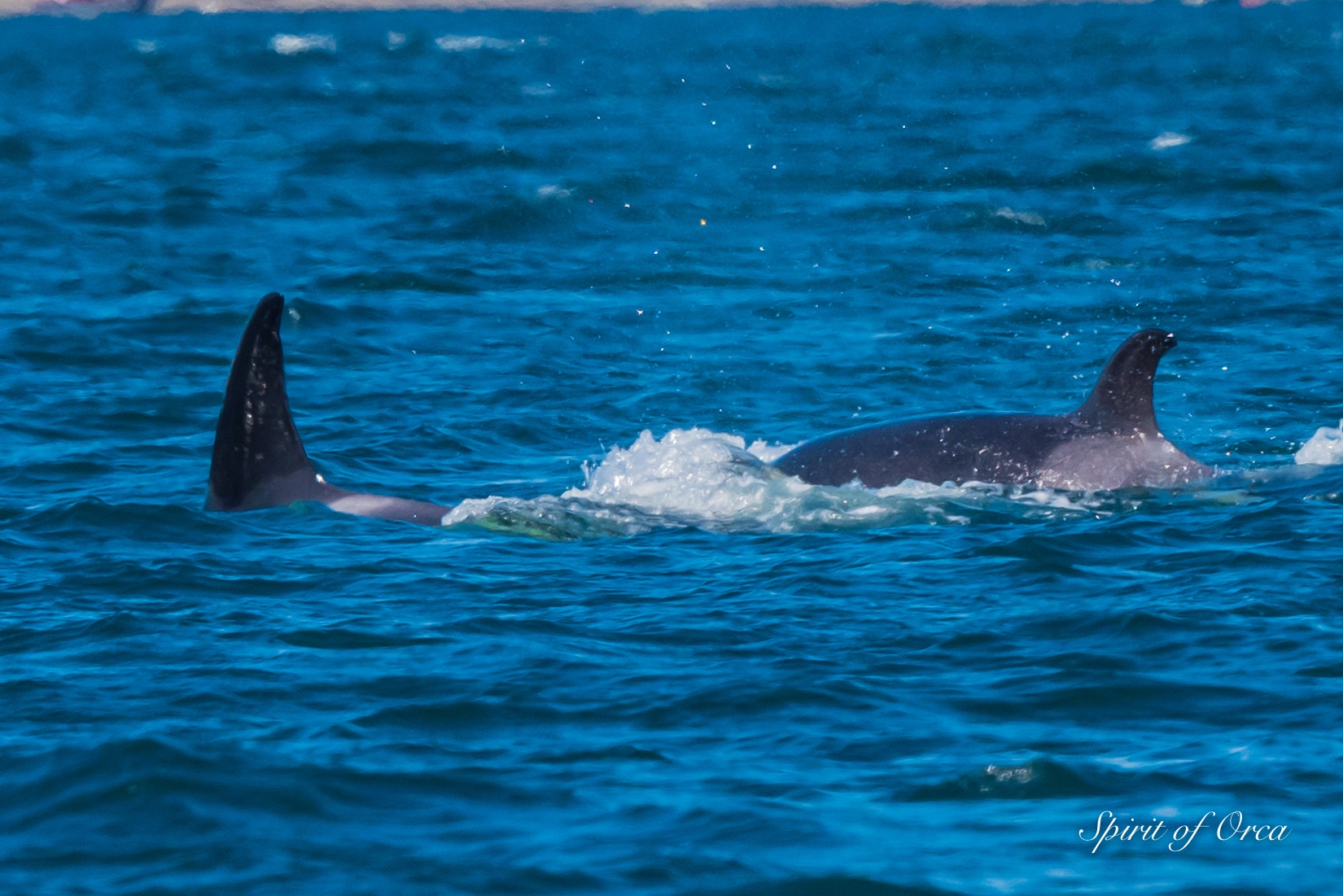 Orion and T65A's -Other Transients and Animals - Spirit of Orca