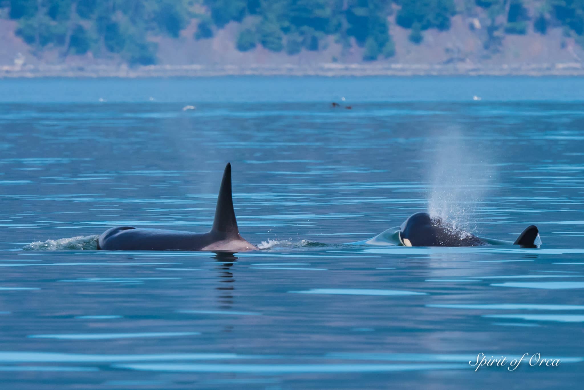 T65A's Transit the San Juans - Egg Yolk Jellyfish - Spirit of Orca