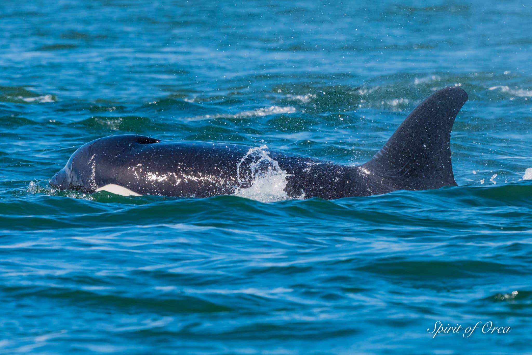 T65A's Transit the San Juans - Egg Yolk Jellyfish - Spirit of Orca