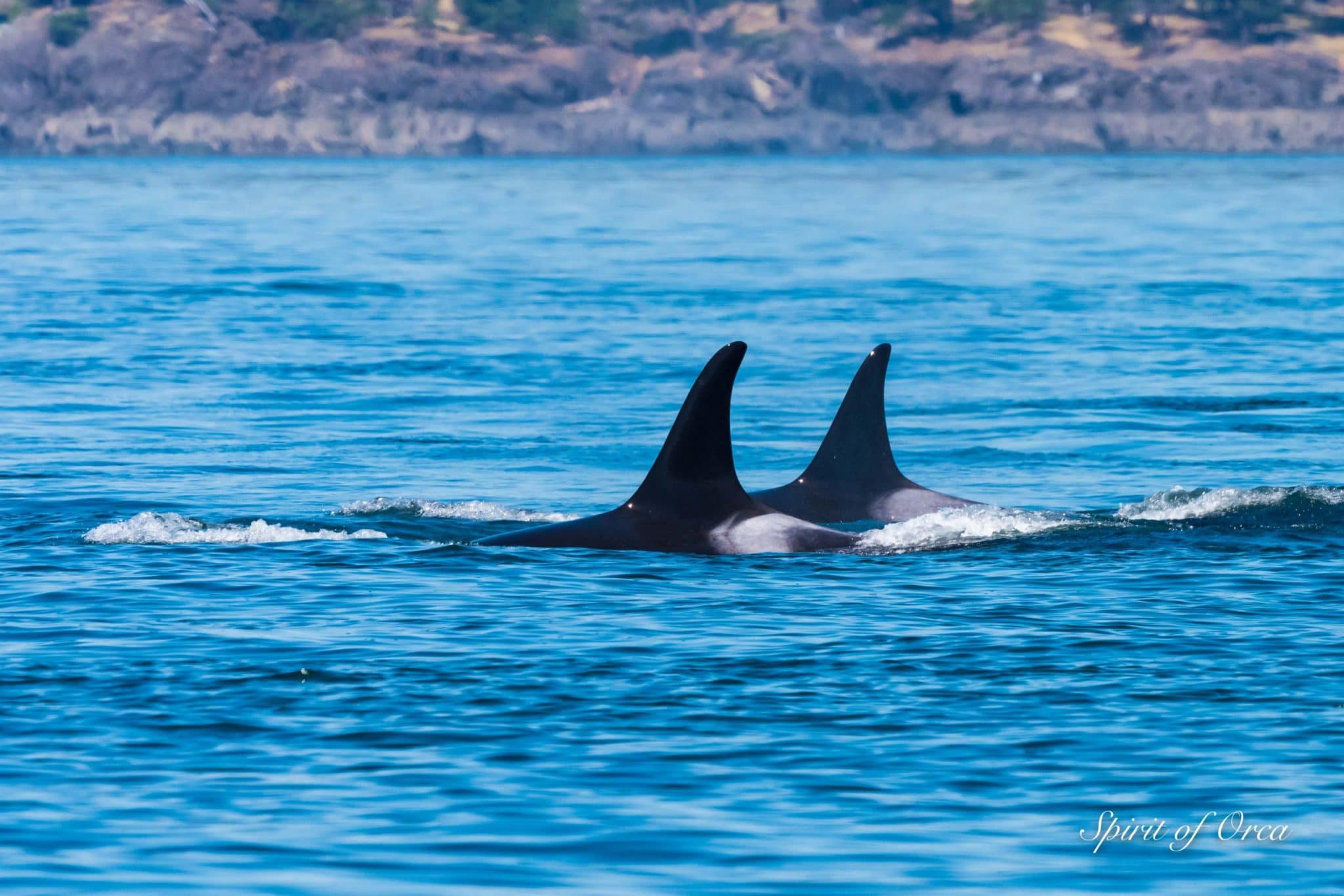 J Pod and T65A's - Spirit of Orca